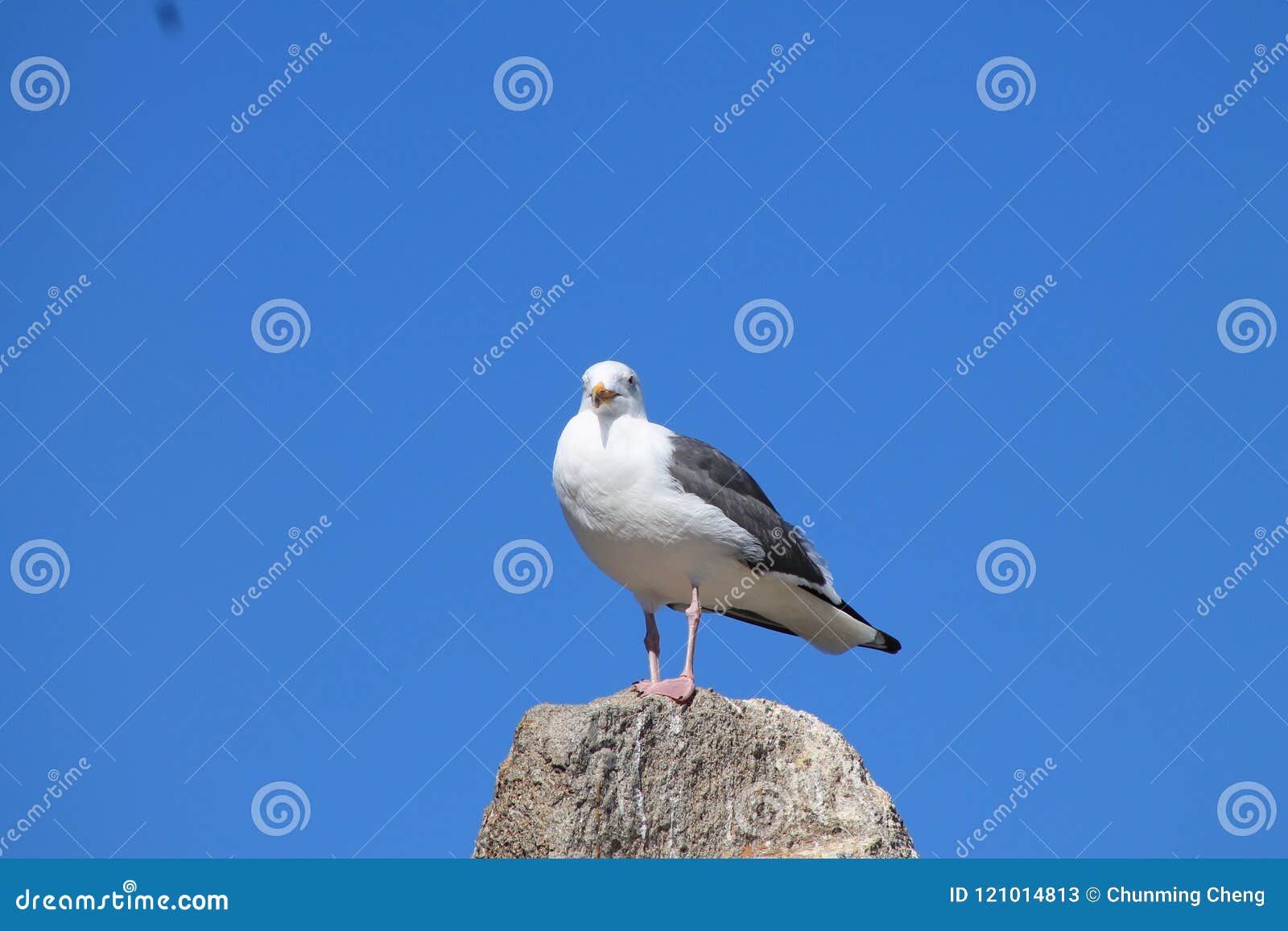A Seagull in front of sea stock image. Image of underwater - 121014813