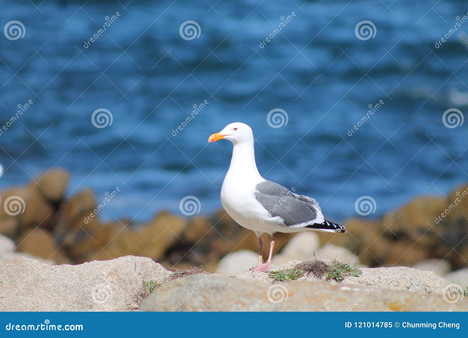 A Seagull in front of sea stock image. Image of backlight - 121014785