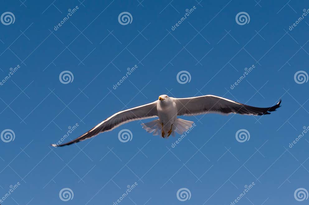 White Seagull Hovering in the Sky Stock Photo - Image of nature ...