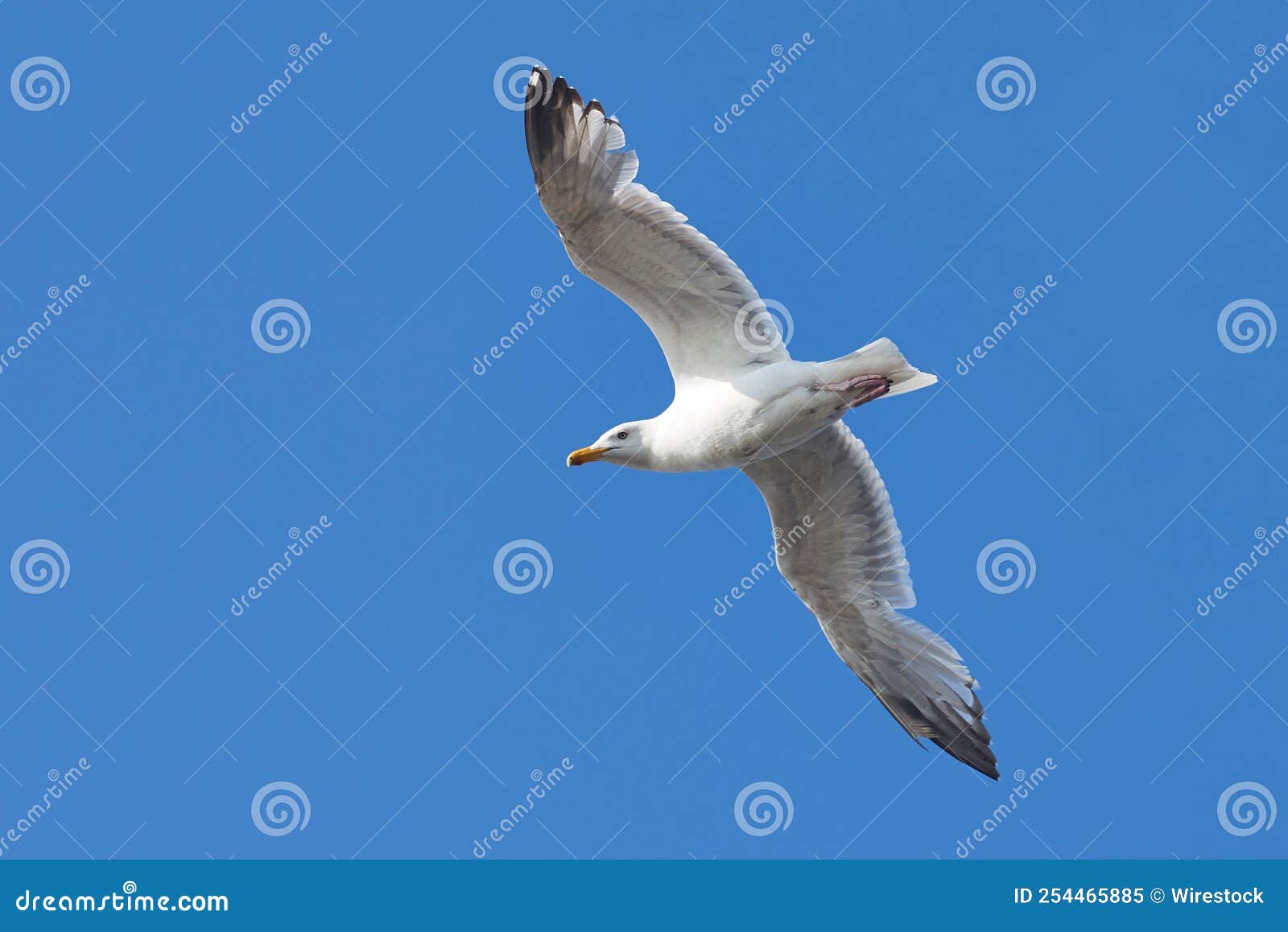 White Seagull (Laridae) during Flight Stock Image - Image of hight ...