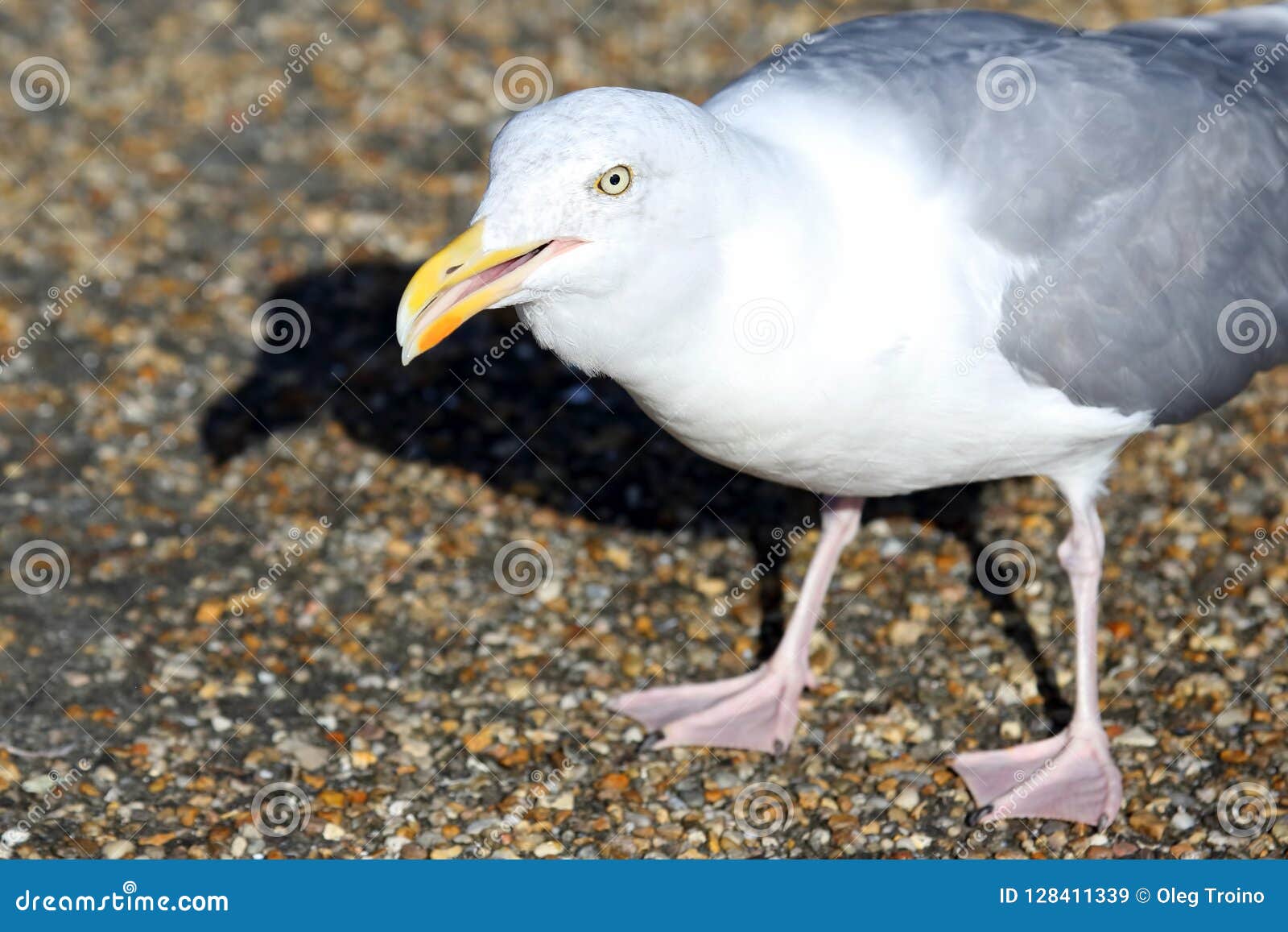 White Seagull with Open Beak Stock Image - Image of soaring, gull ...