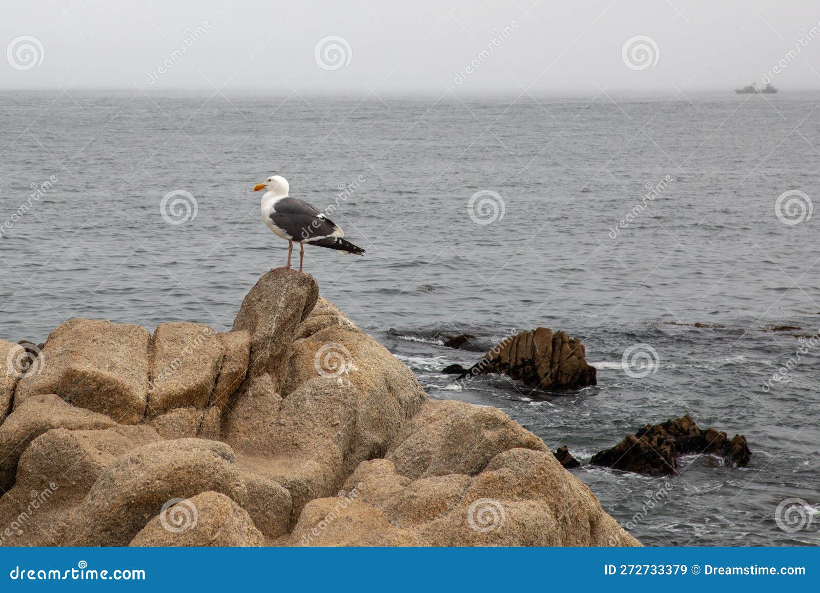 White Seagull Perched on a Large Boulder Overlooking the Vast Blue ...