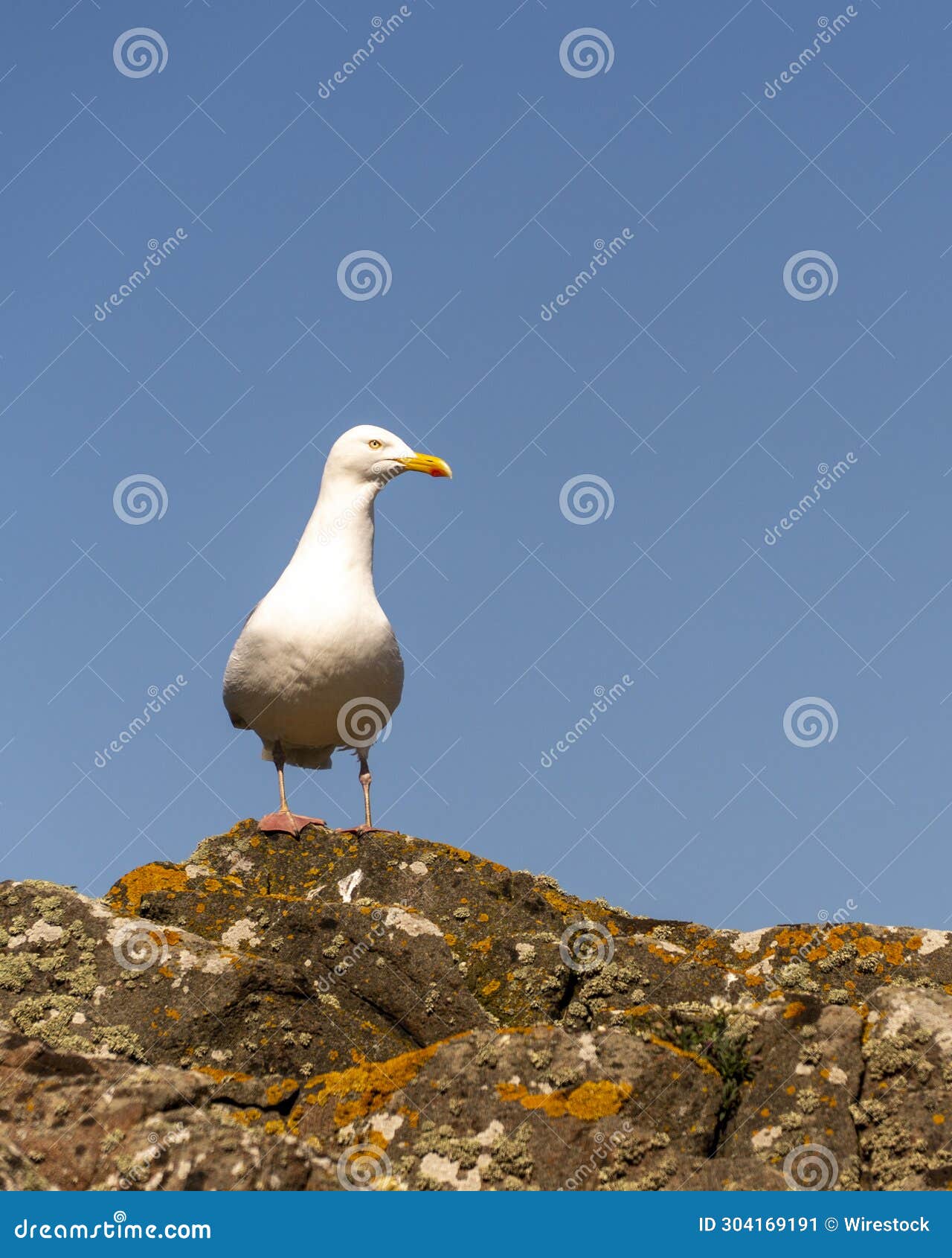 White Seagull Perched on Moss-covered Rocks Stock Image - Image of ...