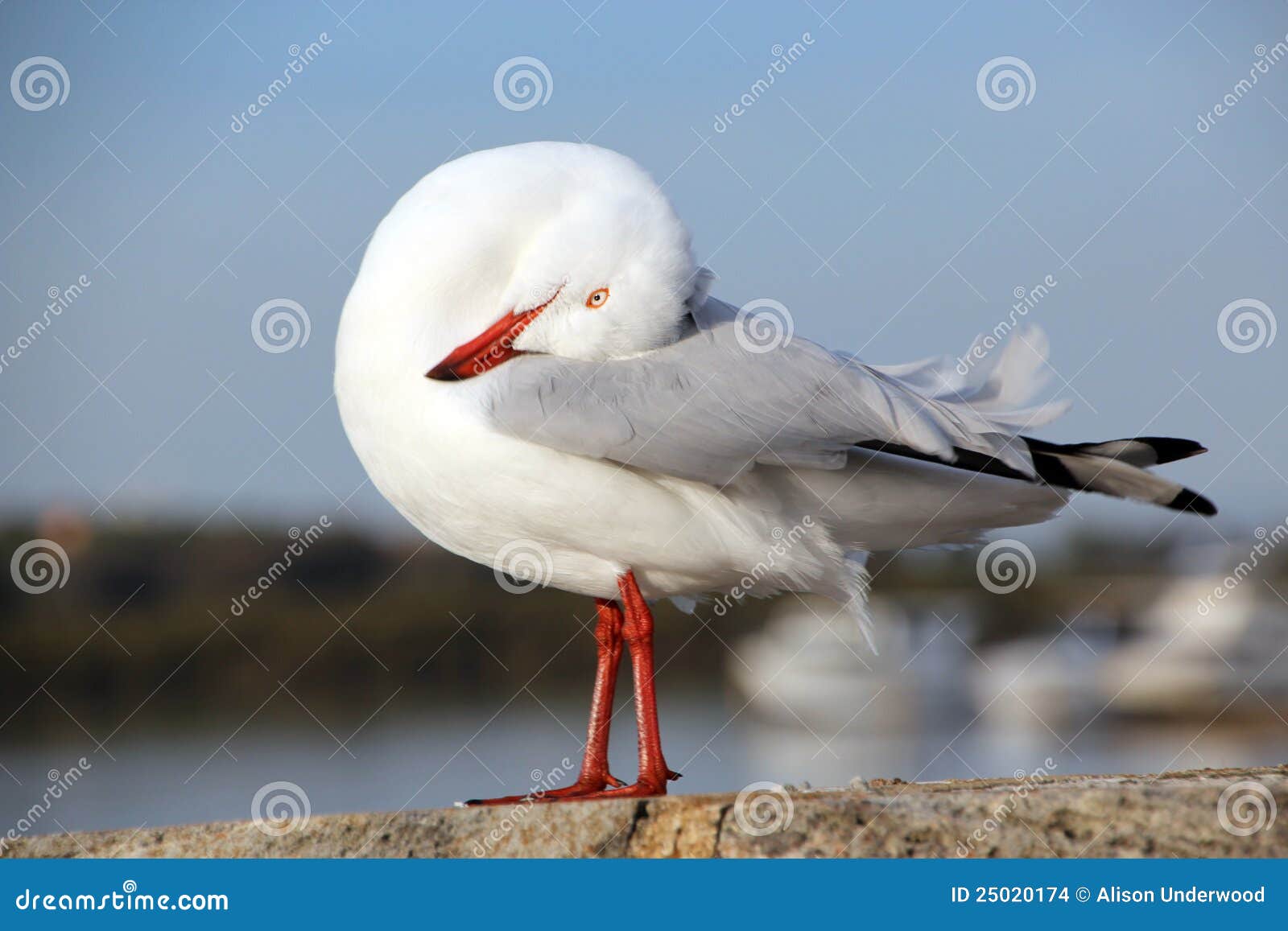 White Seagull Preening Feathers Stock Photo - Image of flight, plumage ...