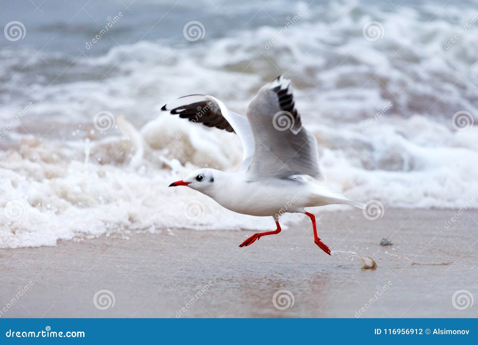 White Seagull is Running on Wet Sand in Order To Fly. Stock Photo ...