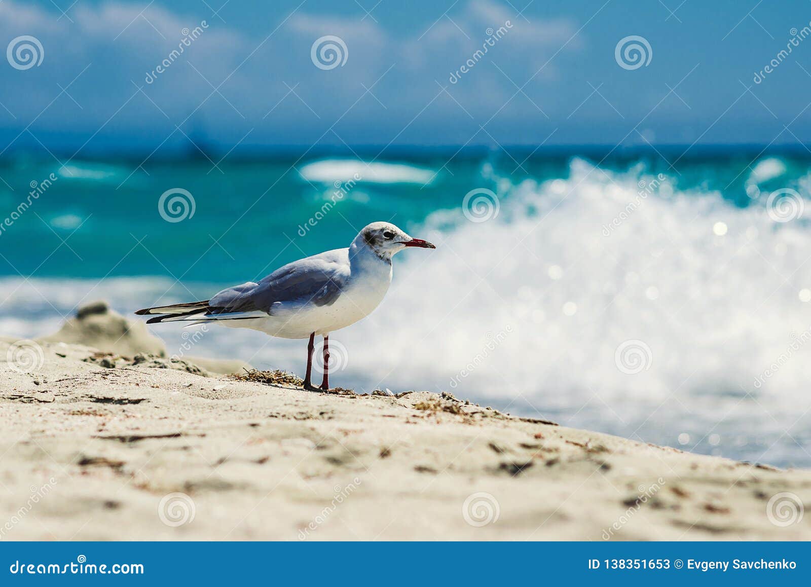 Seagull on the Sandy Beach. Stock Image - Image of natural, sand: 138351653