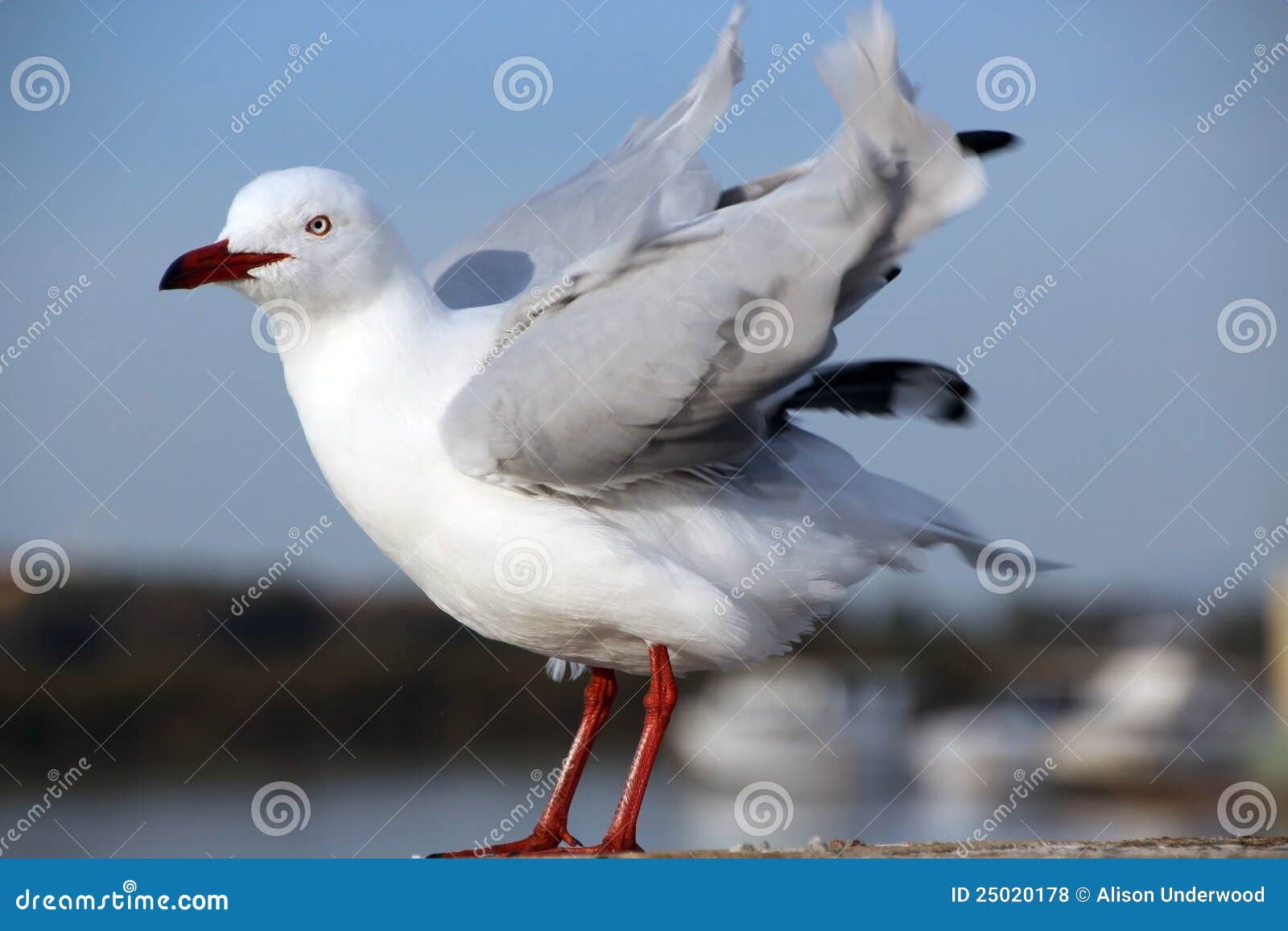White Seagull Shaking Wing Feathers Stock Photo - Image of swim, bird ...