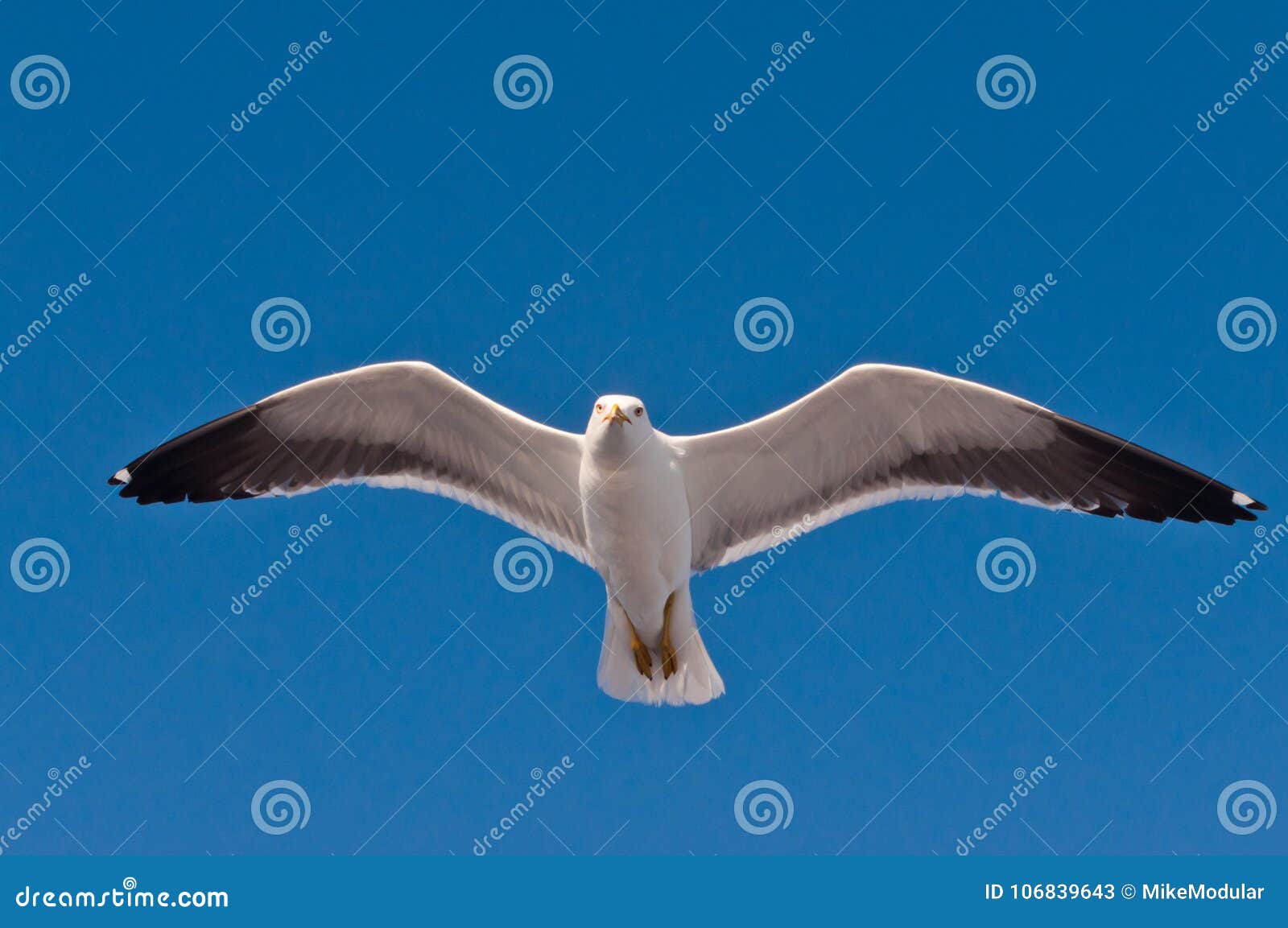 White Seagull Hovering in the Sky Stock Image - Image of beak, gull ...