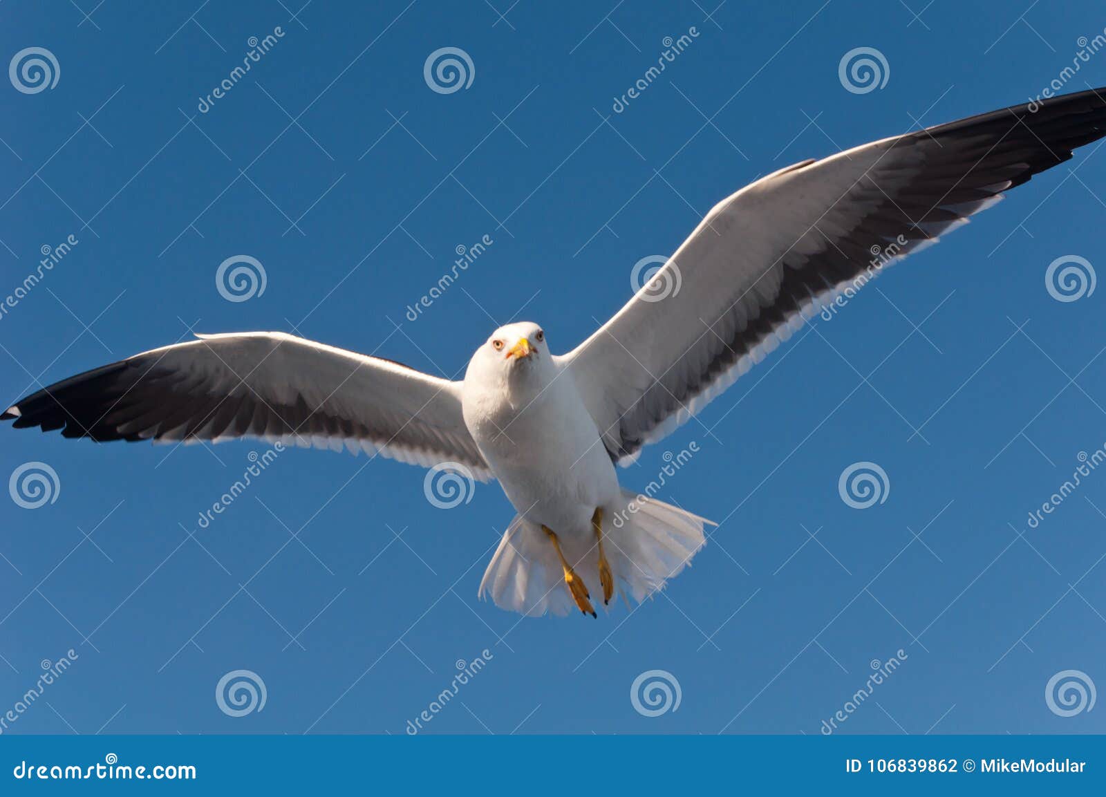 White Seagull Hovering in the Sky Stock Photo - Image of animal, beak ...