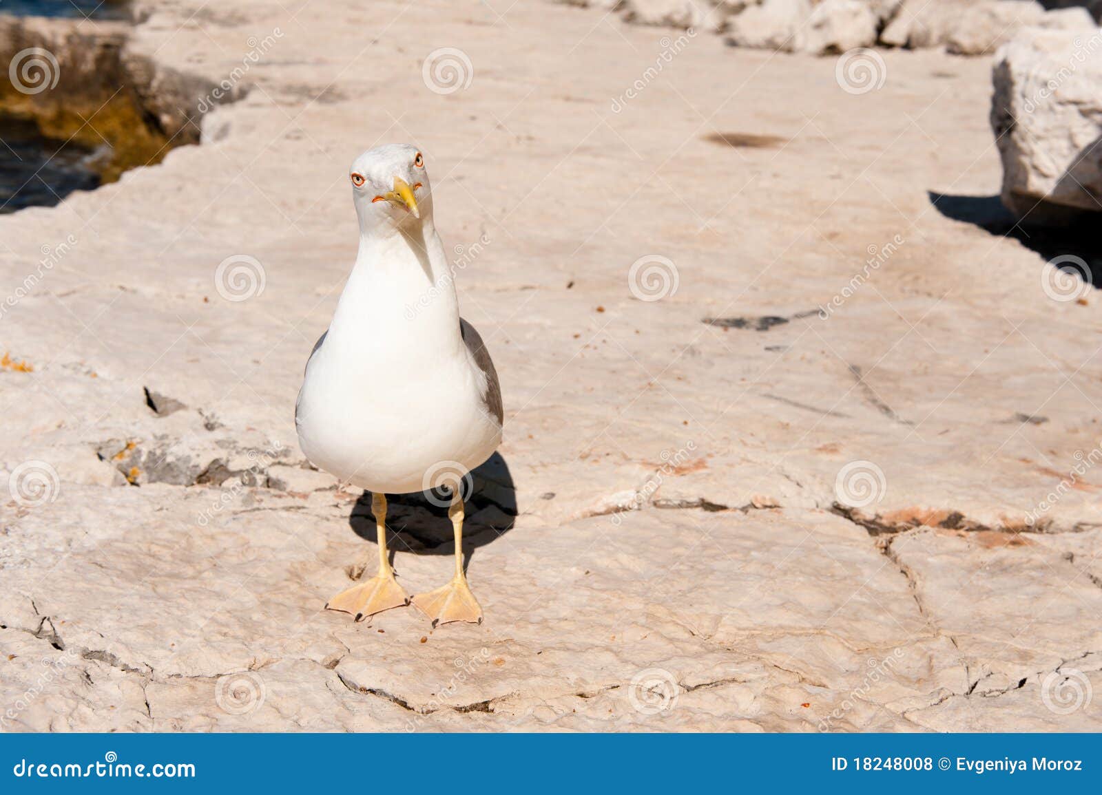 White Seagull Standing on Stones Stock Photo - Image of stare, gaze ...