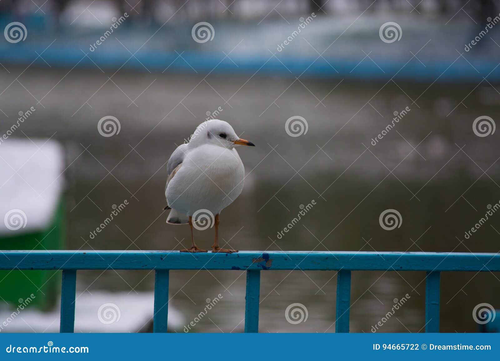 White seagull in winter stock photo. Image of flying - 94665722
