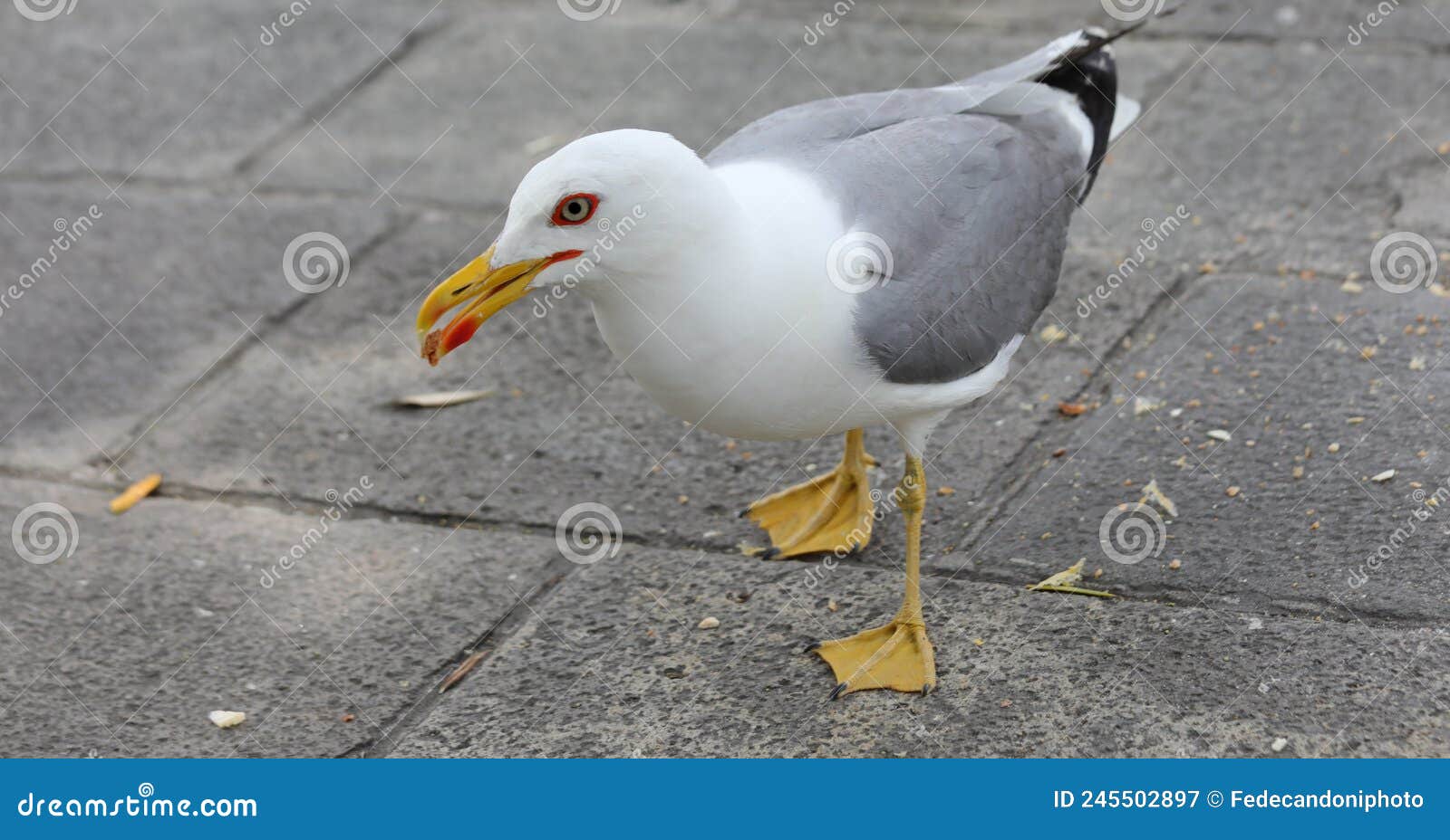 Webbed Seagull Feet Royalty-Free Stock Photography | CartoonDealer.com ...