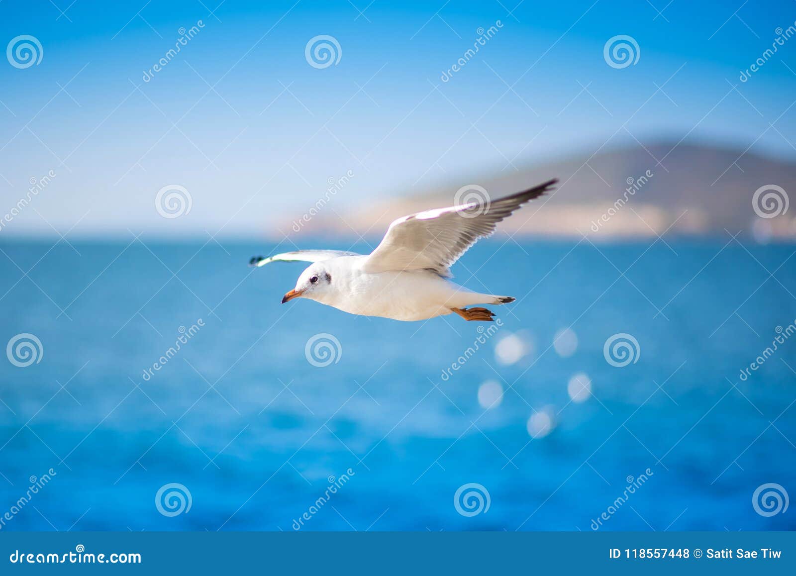 White Seagulls Flying Over Blue Sea. Stock Photo - Image of lake ...