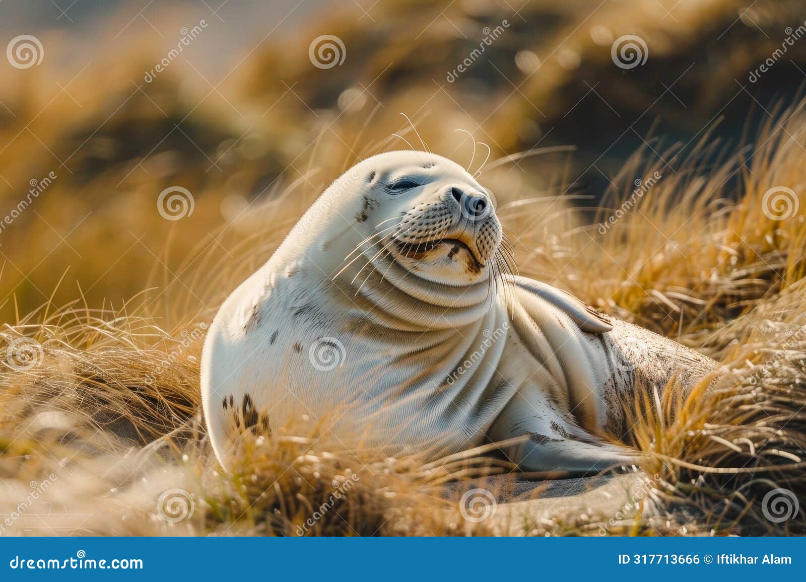 A White Seal Is Lying Down On A Grass-covered Field Under The Sun, A ...
