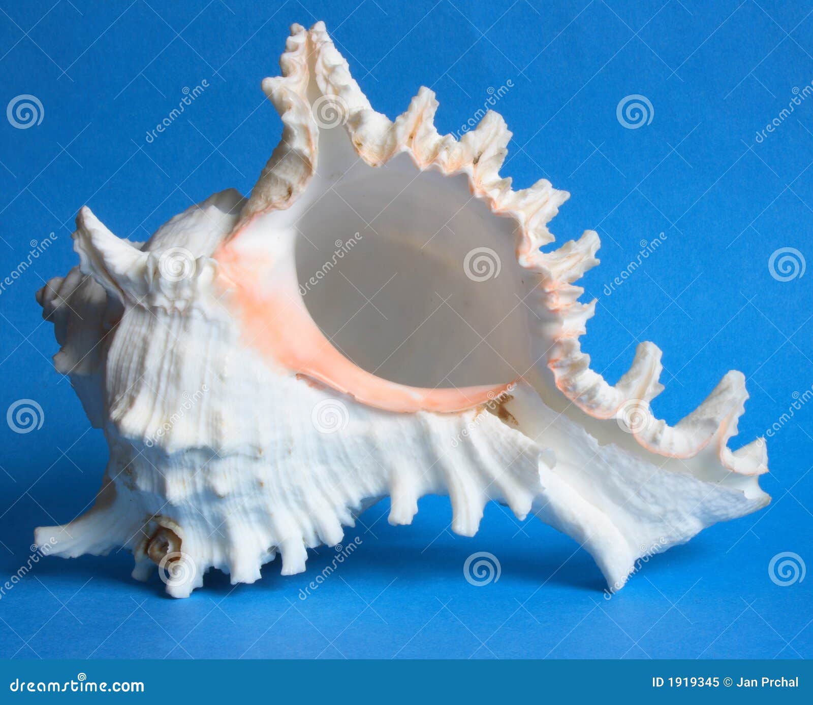White Seashell Clam Top View Sand Background Royalty-Free Stock Photo ...