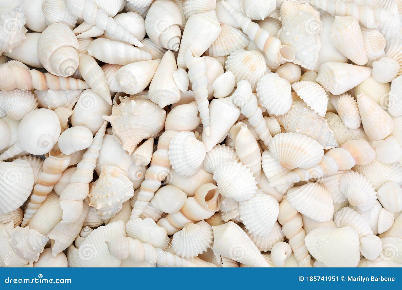 White Seashell Abstract Background with a Variety of Shells Stock Image ...