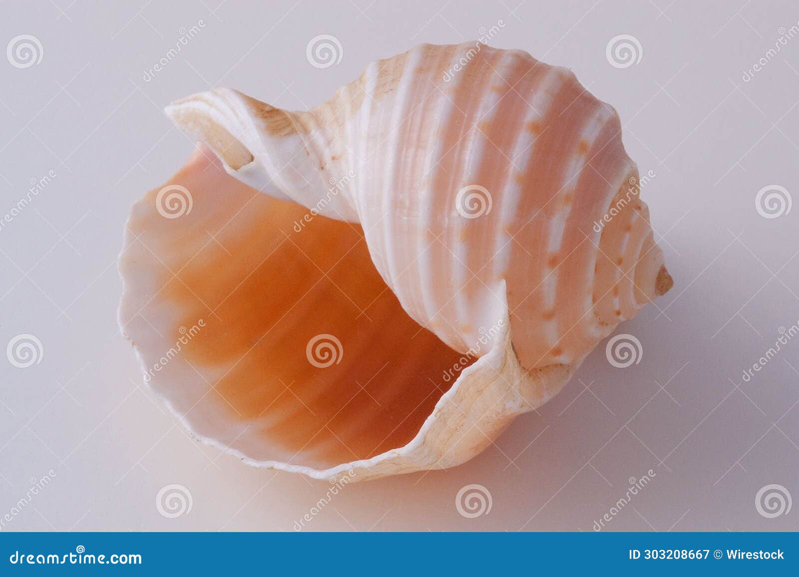 Ridges Of Seashell In Hand. AI Generated Stock Illustration ...