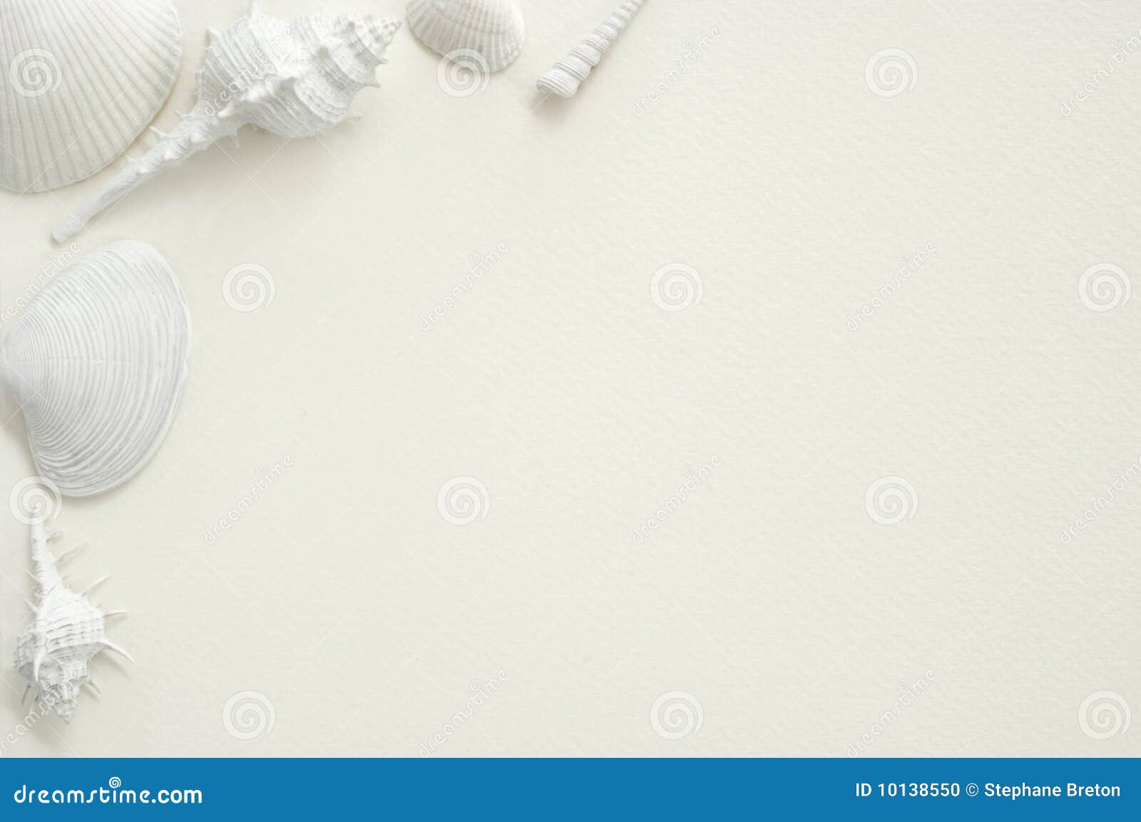 White Seashell Background stock photo. Image of natural - 10138550