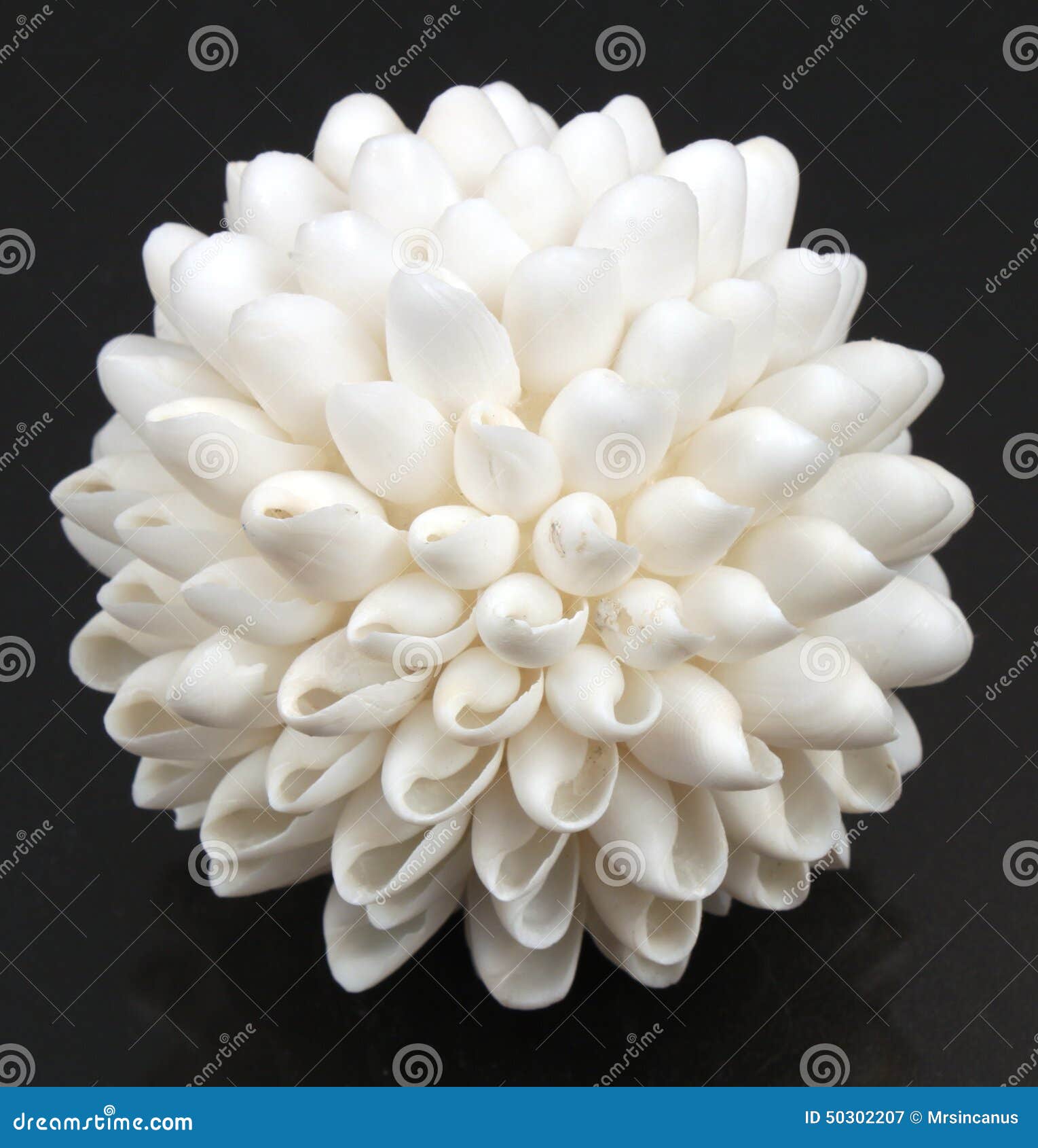 White Seashell Ball stock image. Image of marine, beach - 50302207