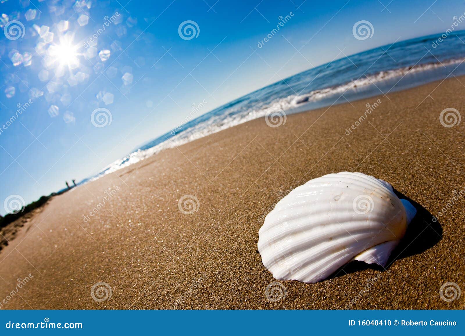 White seashell on a beach stock photo. Image of clear - 16040410