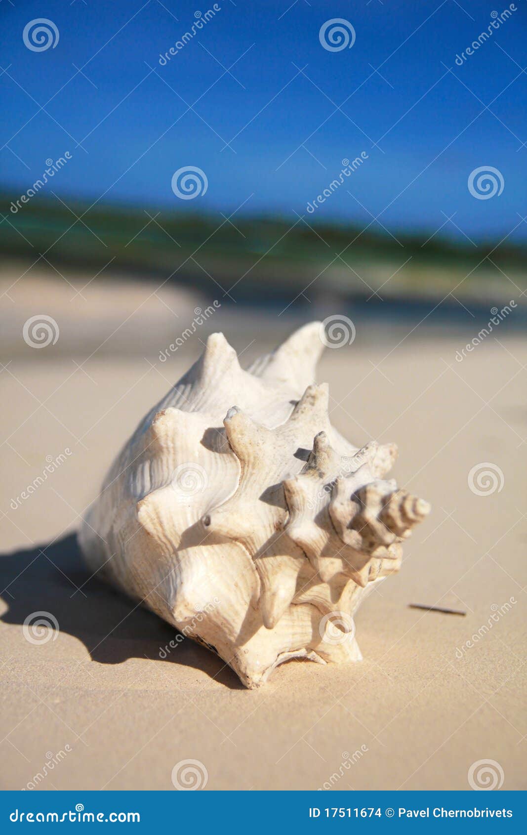 White seashell on beach stock photo. Image of seashore - 17511674
