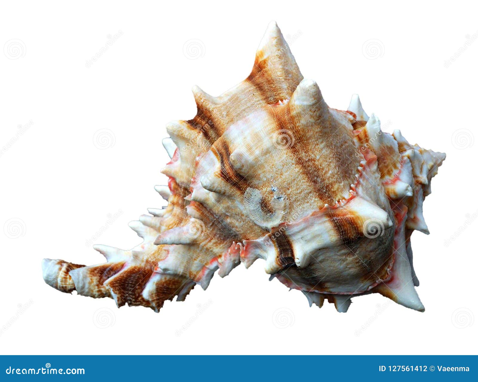 White seashell stock photo. Image of seashell, strip - 127561412