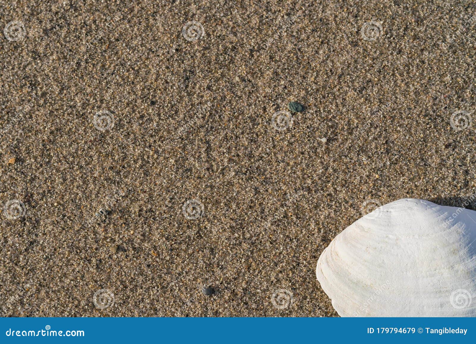 White Seashell Top View Sand Stock Image - Image of sand, room: 179794679