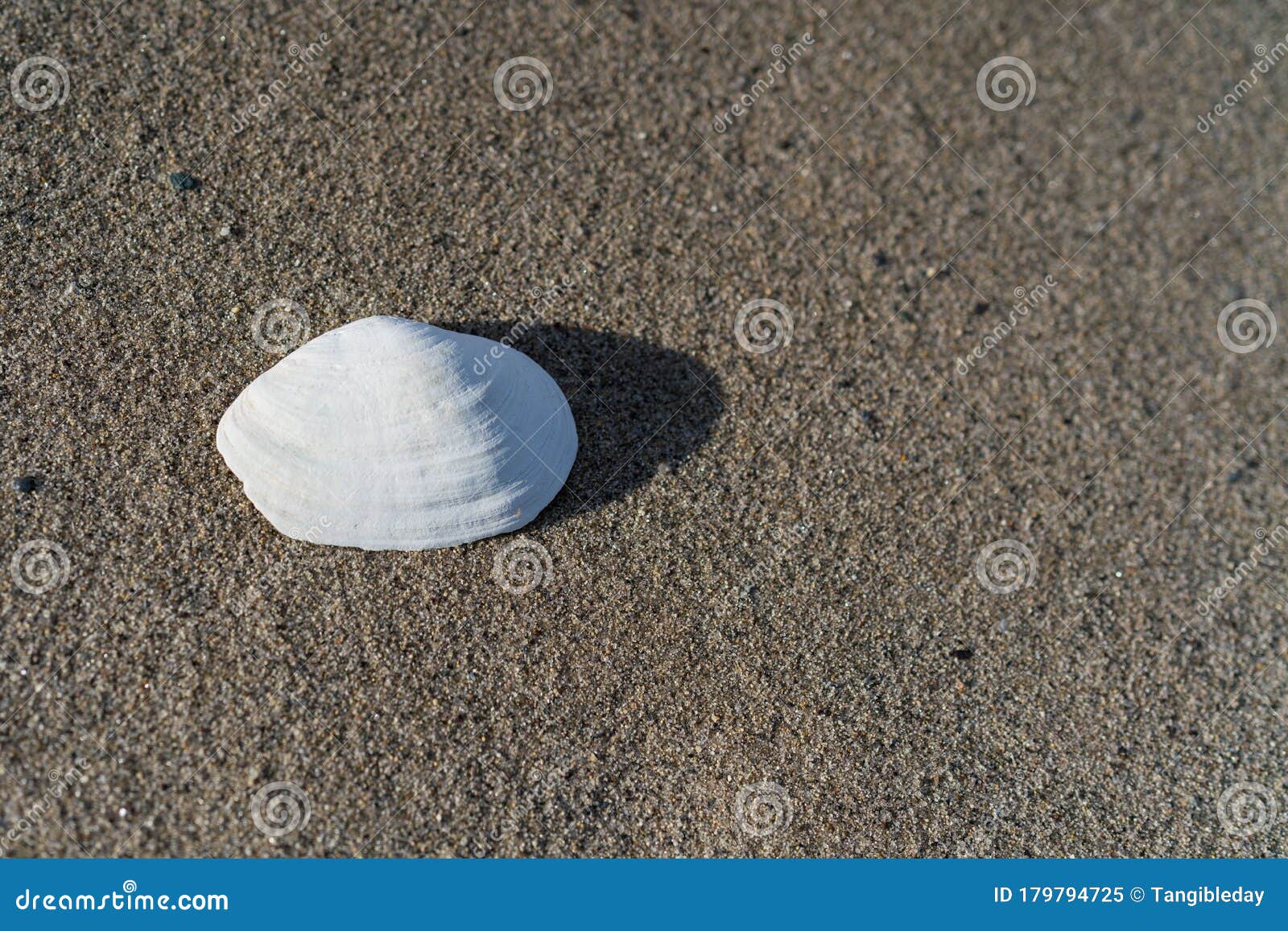 White Seashell Clam Top View Sand Background Royalty-Free Stock Photo ...