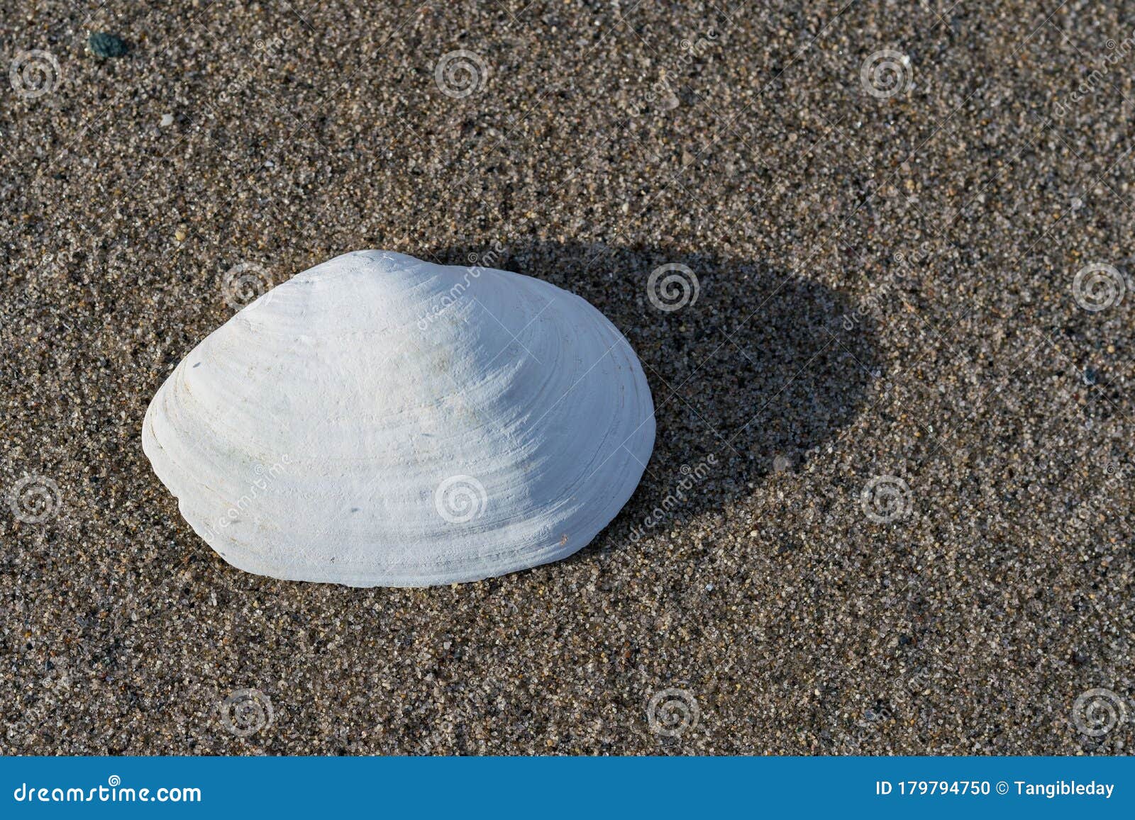 White Seashell Shell Sandy Texture Stock Photo - Image of shadow ...