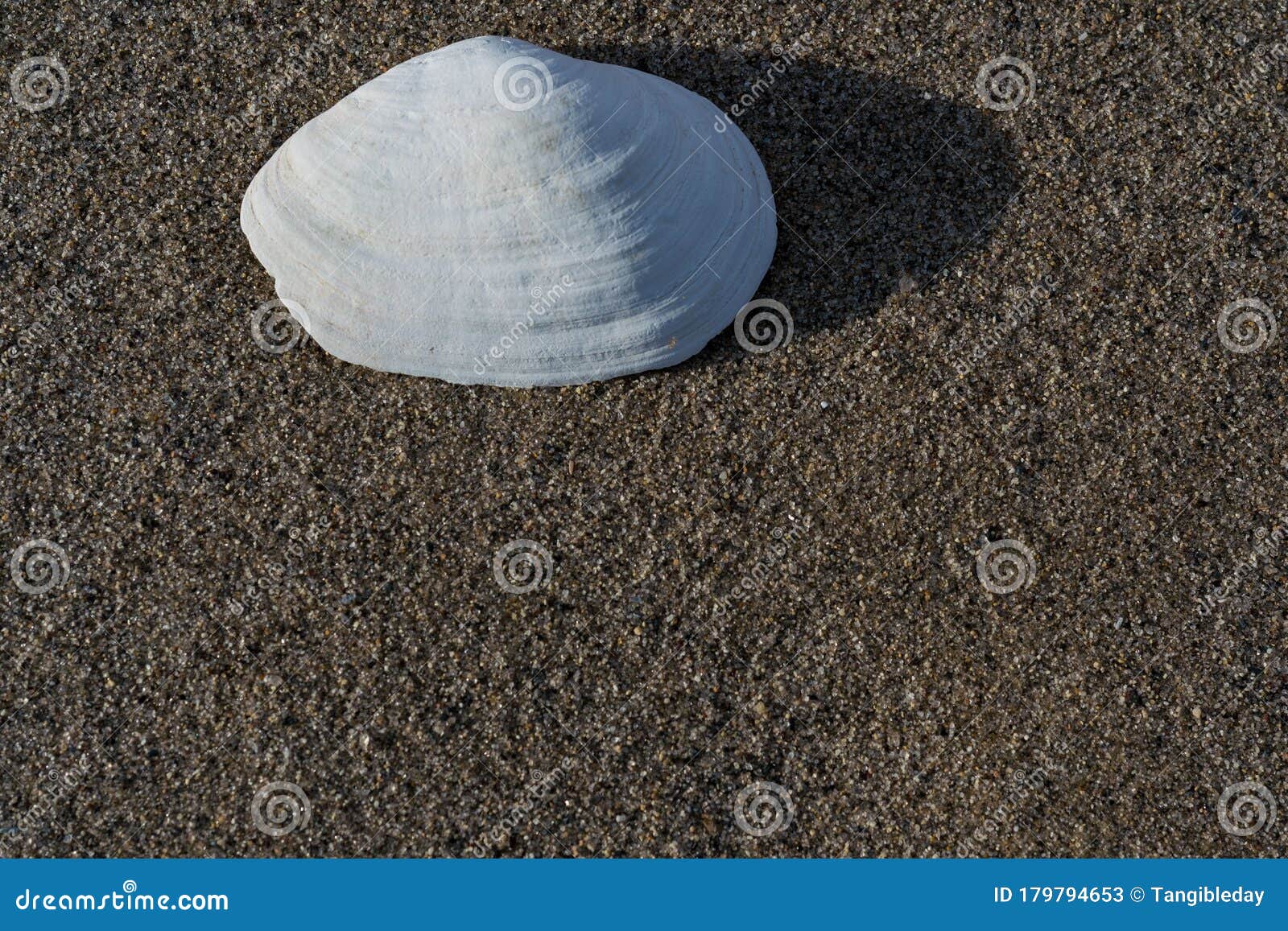 White Seashell Clam Top View Sand Background Royalty-Free Stock Photo ...