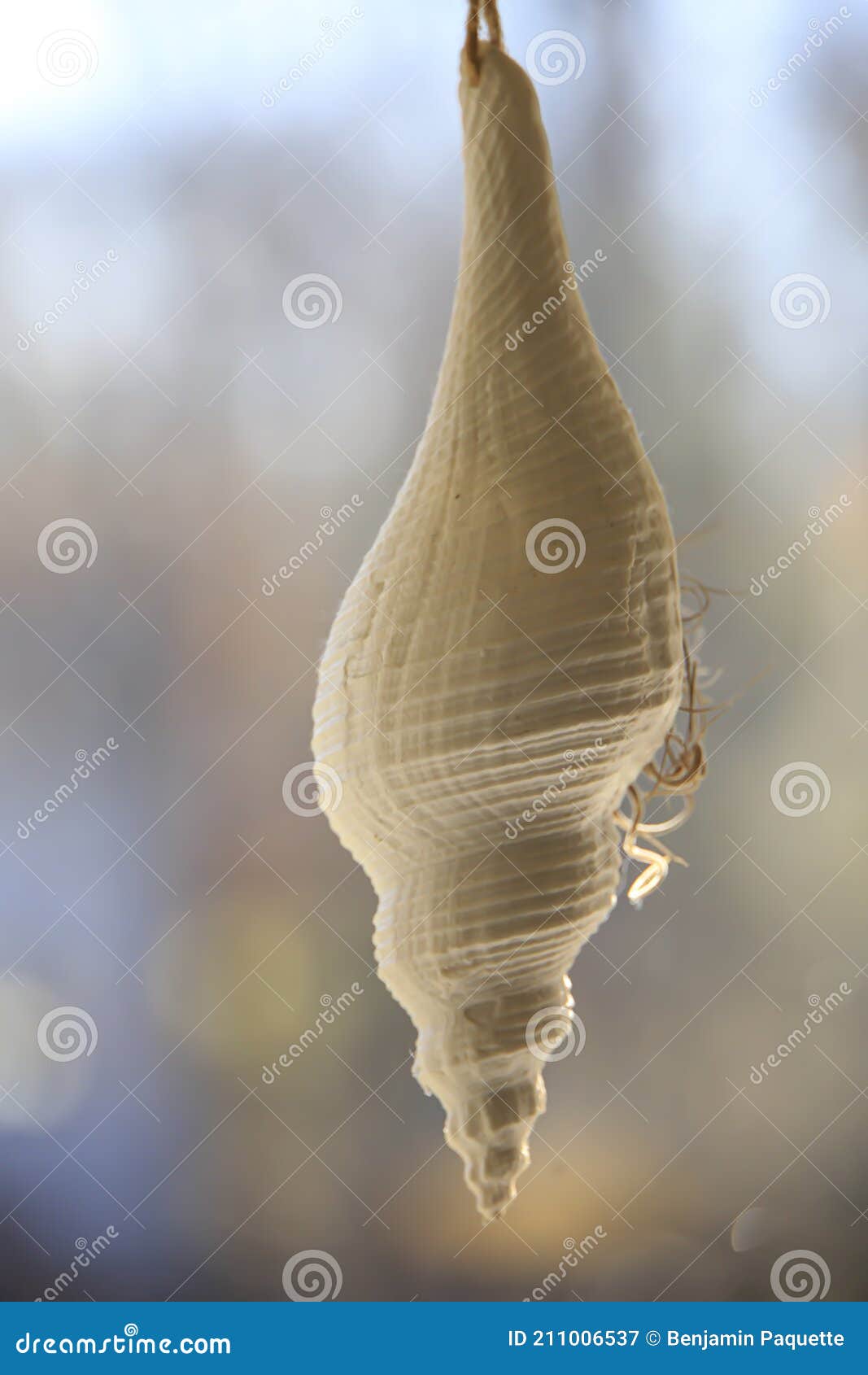 White Seashell Hanging from a String Stock Image - Image of nature ...
