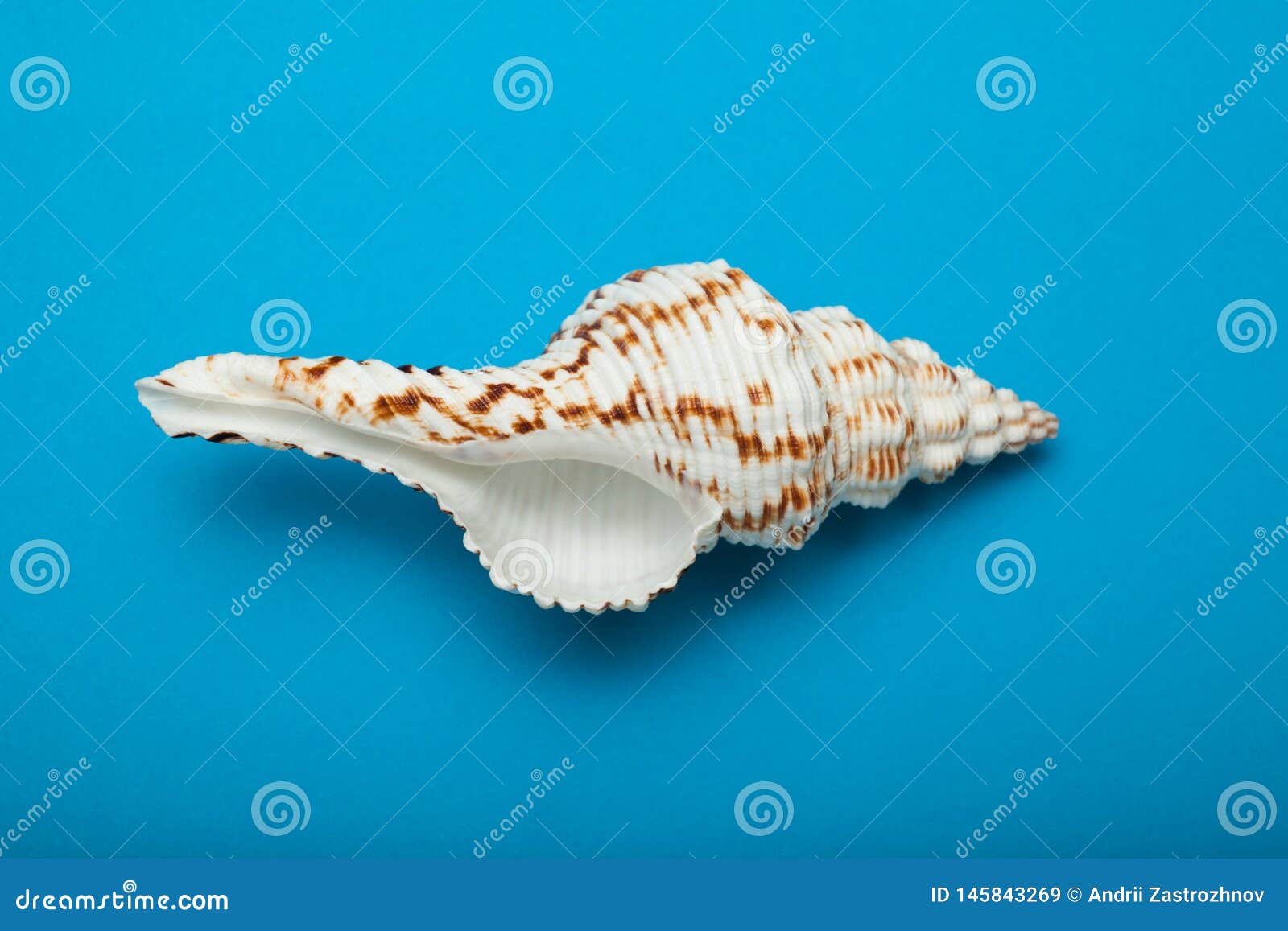 White Seashell Isolated on a Blue Background Stock Image - Image of ...
