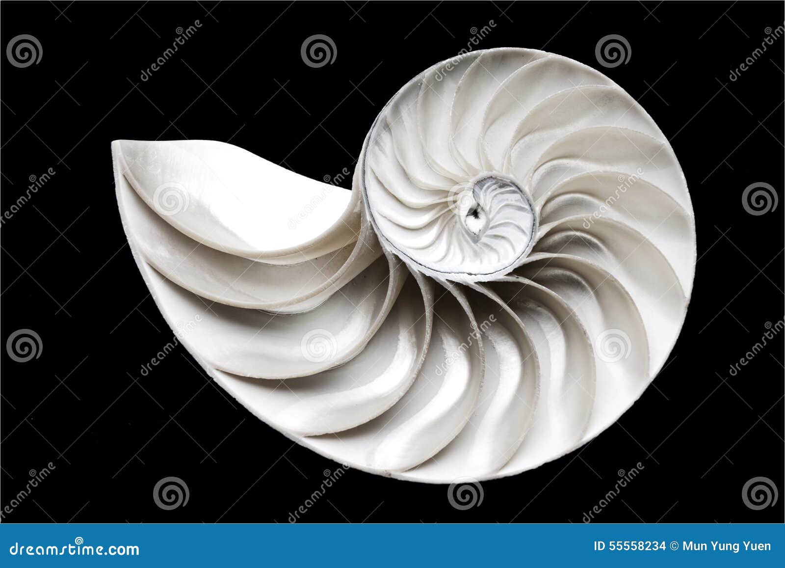 White Seashell Clam Top View Sand Background Royalty-Free Stock Photo ...