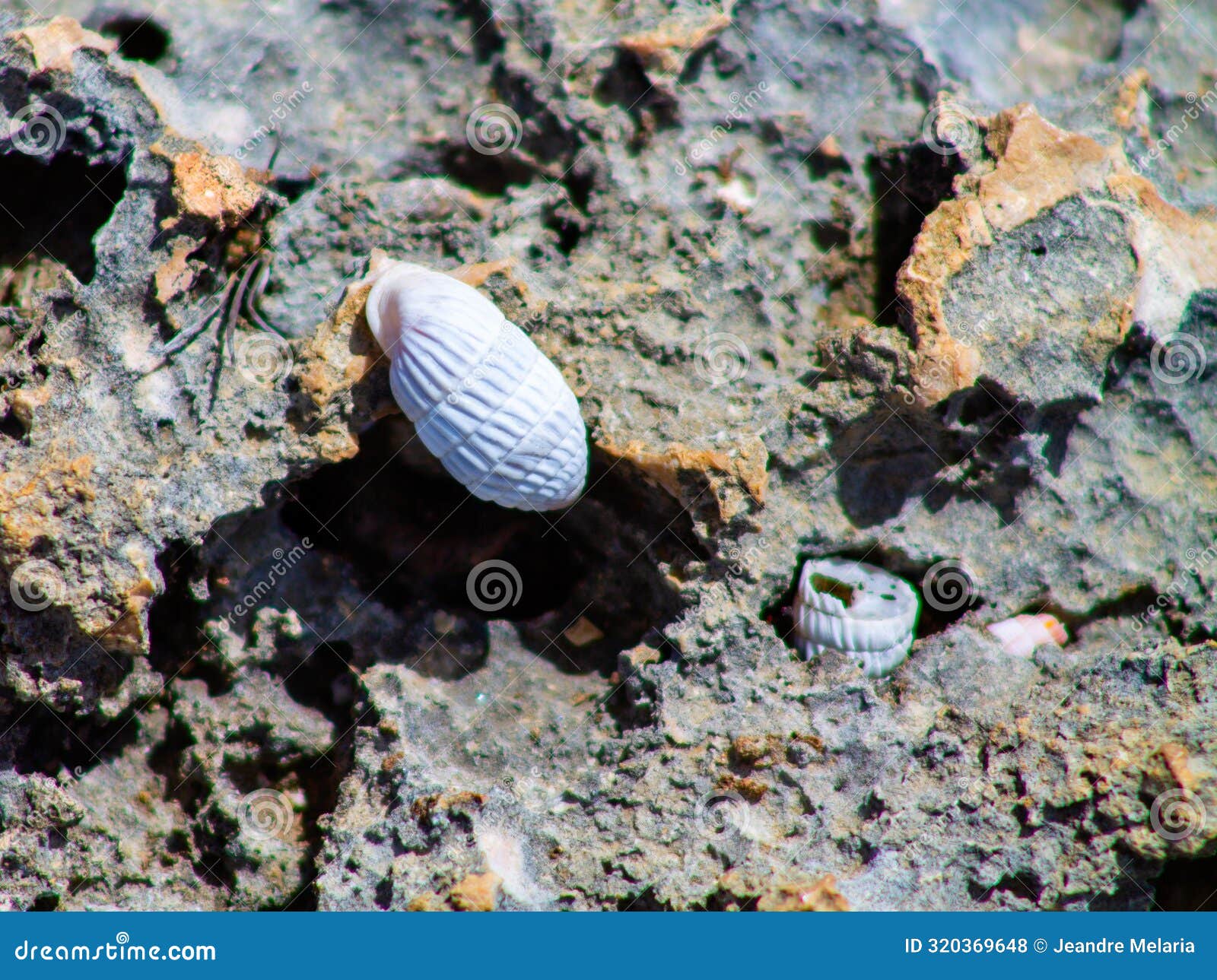 White Seashell on the Rock, Closeup of a Seashell Stock Photo - Image ...