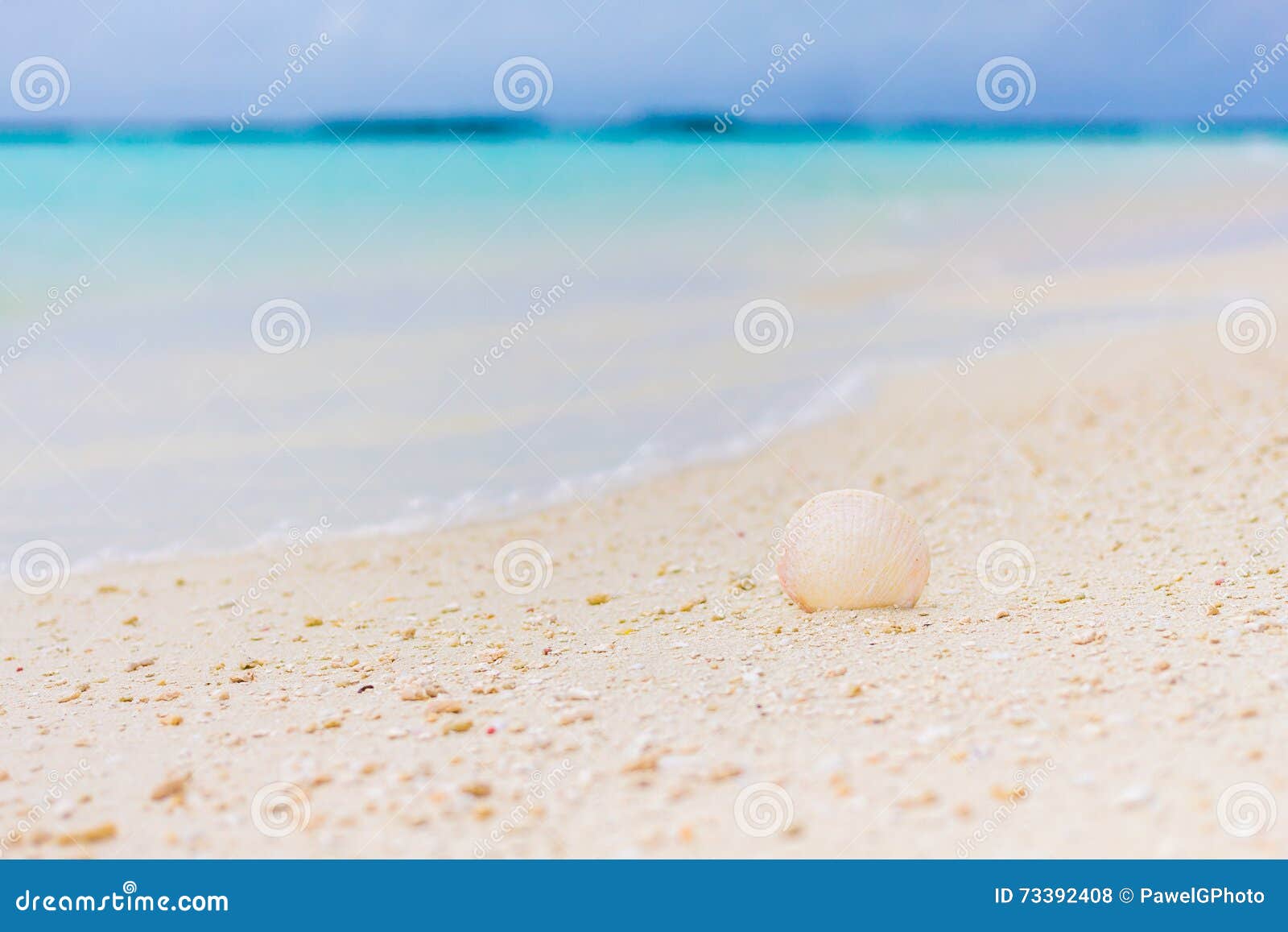 White Seashell in the Sand on the Beach Stock Photo - Image of outdoors ...