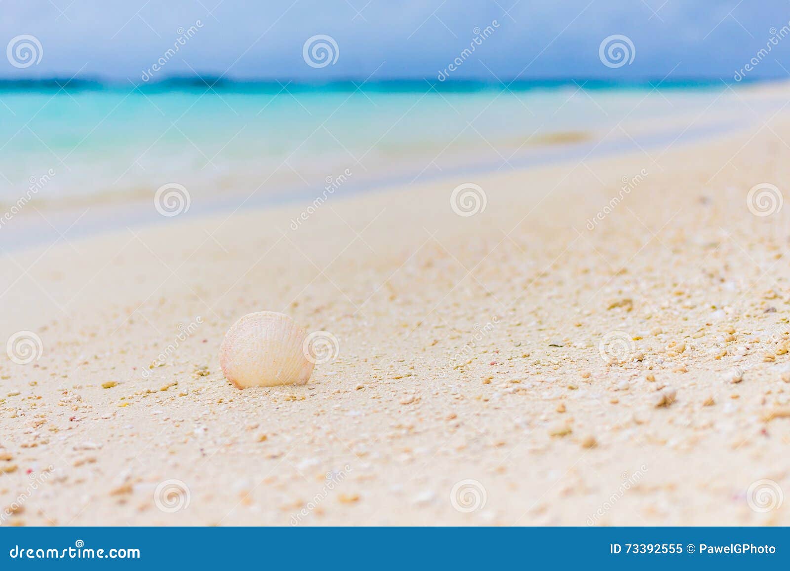 White Seashell in the Sand on the Beach Stock Image - Image of travel ...