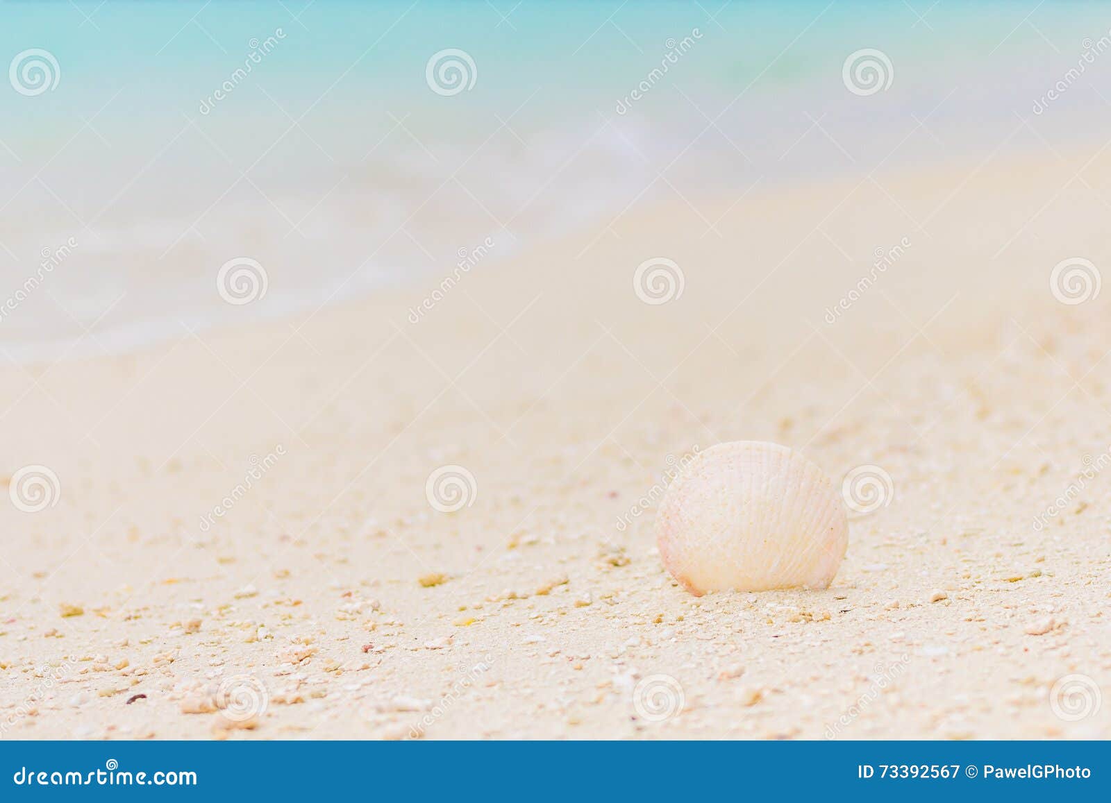 White Seashell in the Sand on the Beach Stock Image - Image of beach ...
