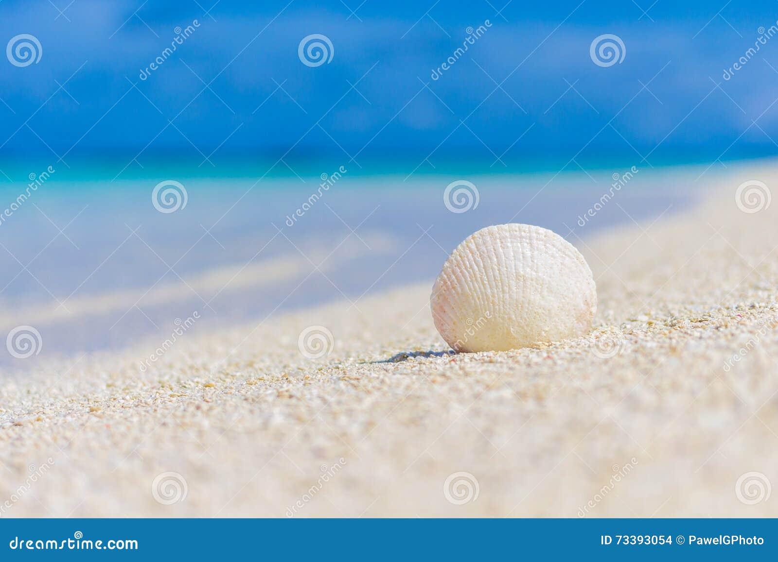 White Seashell in the Sand on the Beach Stock Photo - Image of blue ...