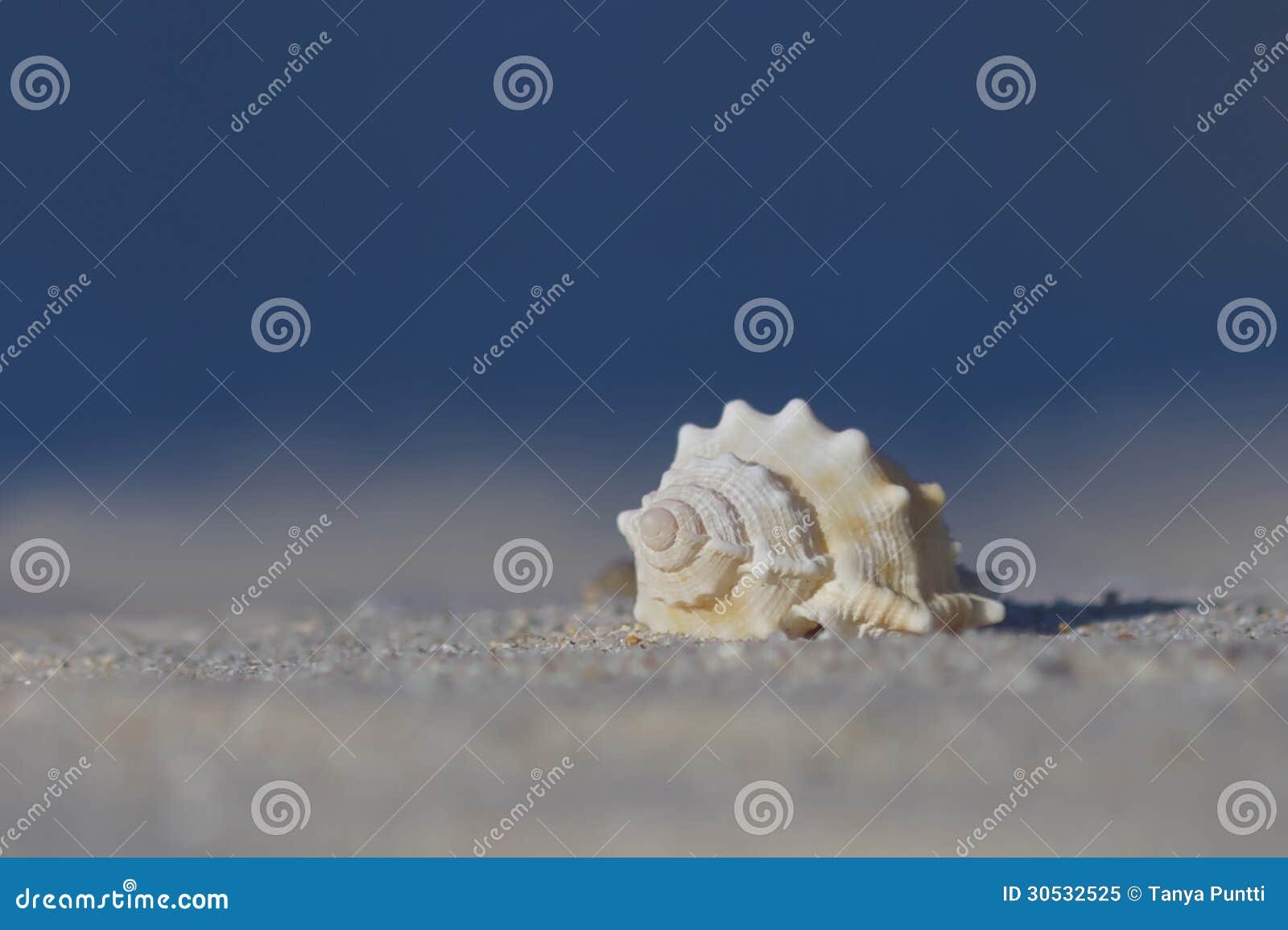 White Seashell Clam Top View Sand Background Royalty-Free Stock Photo ...