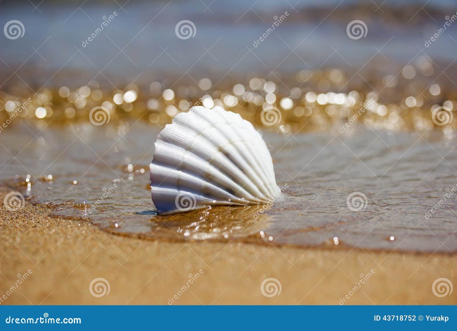 White Seashell on the Sand Near the Water Stock Photo - Image of shell ...