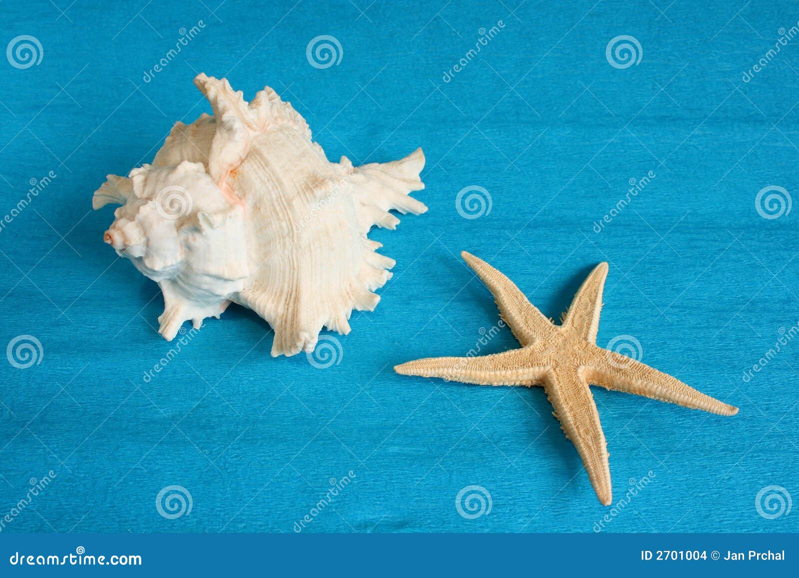 White Seashell Clam Top View Sand Background Royalty-Free Stock Photo ...