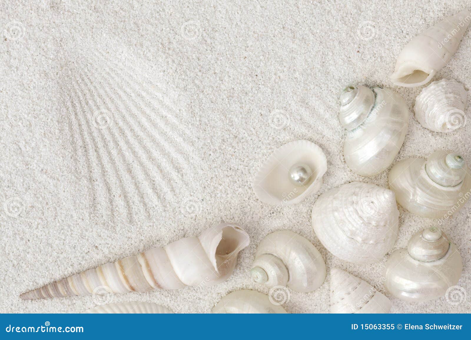 White seashells stock image. Image of decoration, ocean - 15063355