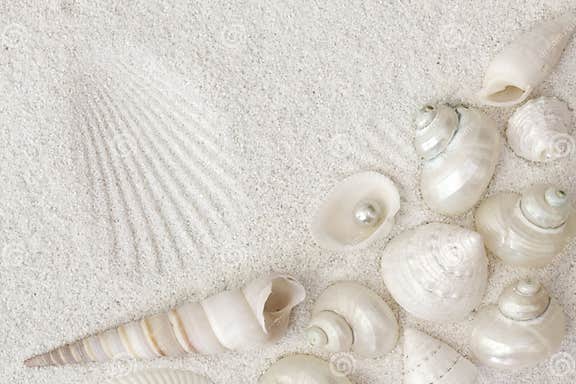 White seashells stock image. Image of decoration, ocean - 15063355
