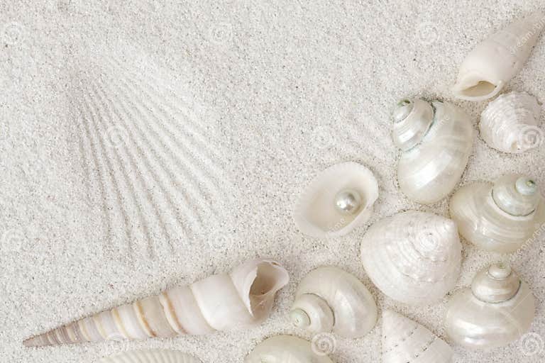 White seashells stock image. Image of decoration, ocean - 15063355