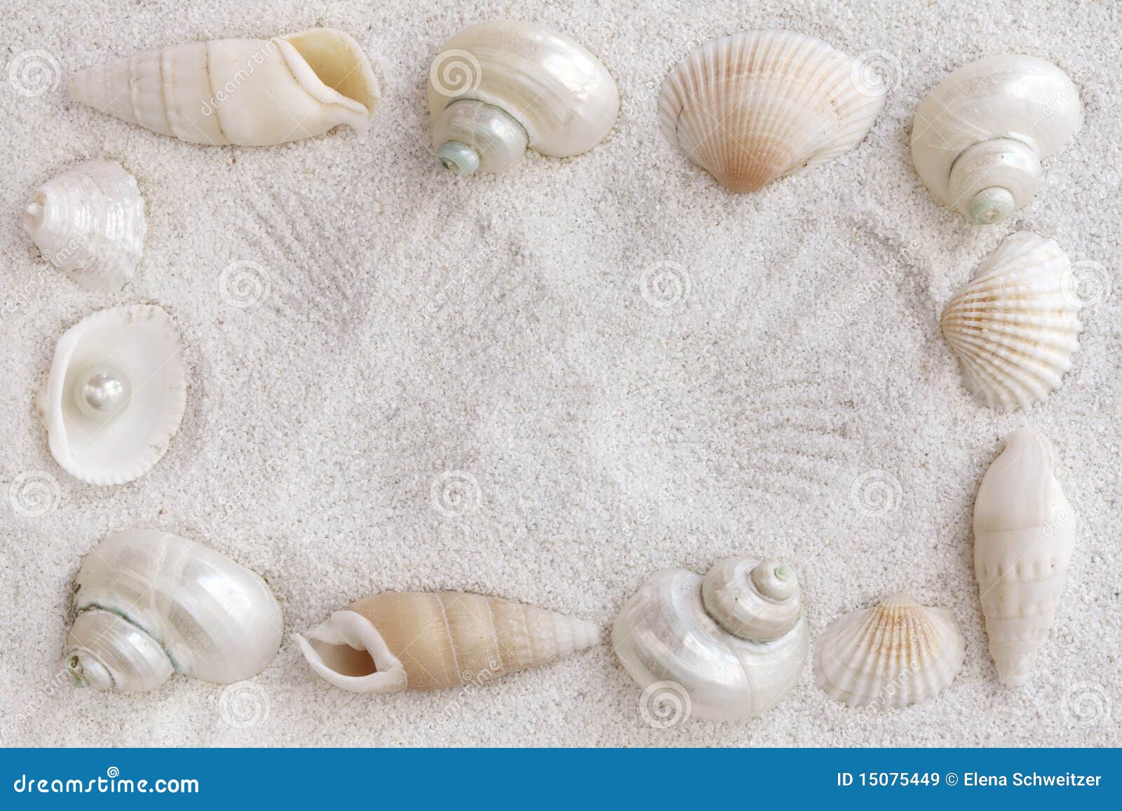 White seashells stock image. Image of horizontal, coast - 15075449