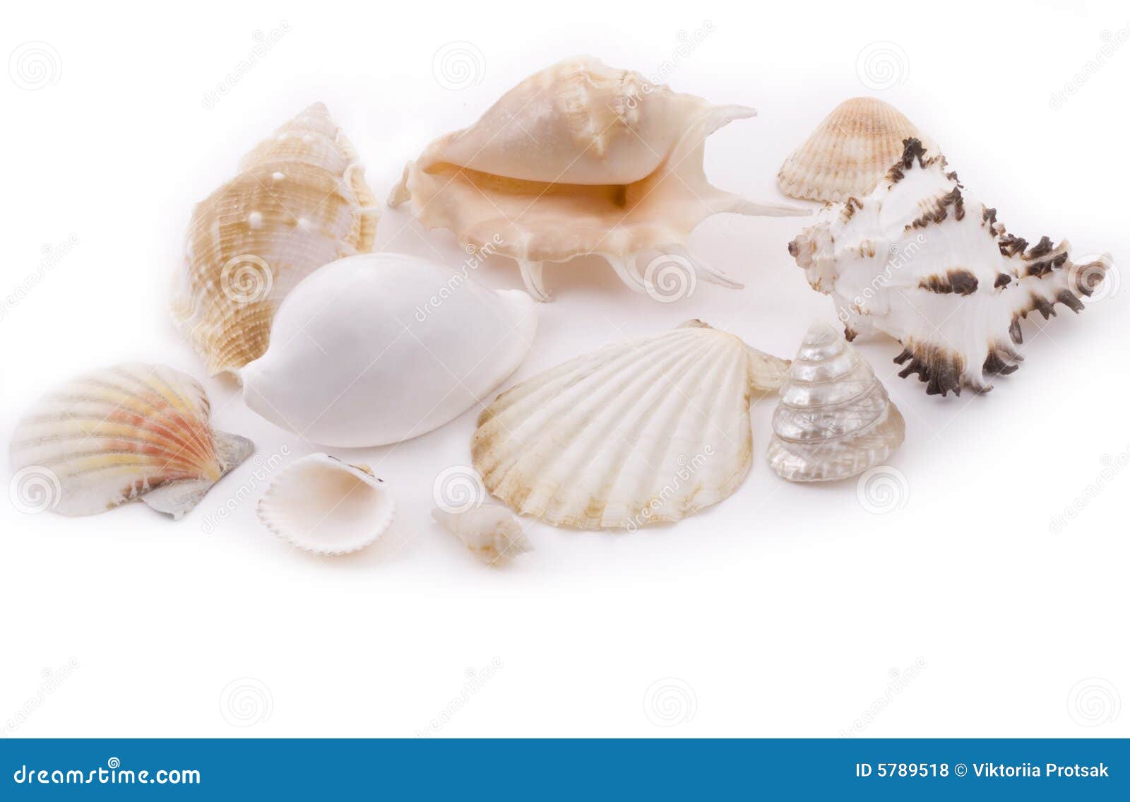 White seashells stock photo. Image of shell, seashell - 5789518