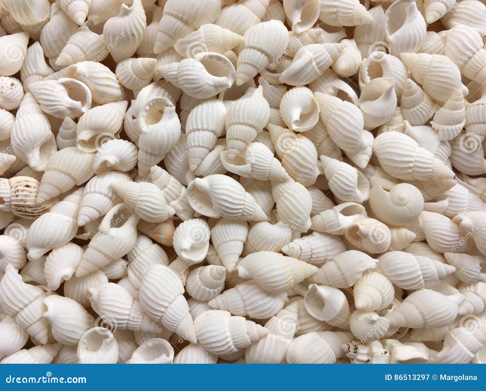 White Seashells Background. Many Sea Shells on the Beach Summer Stock ...
