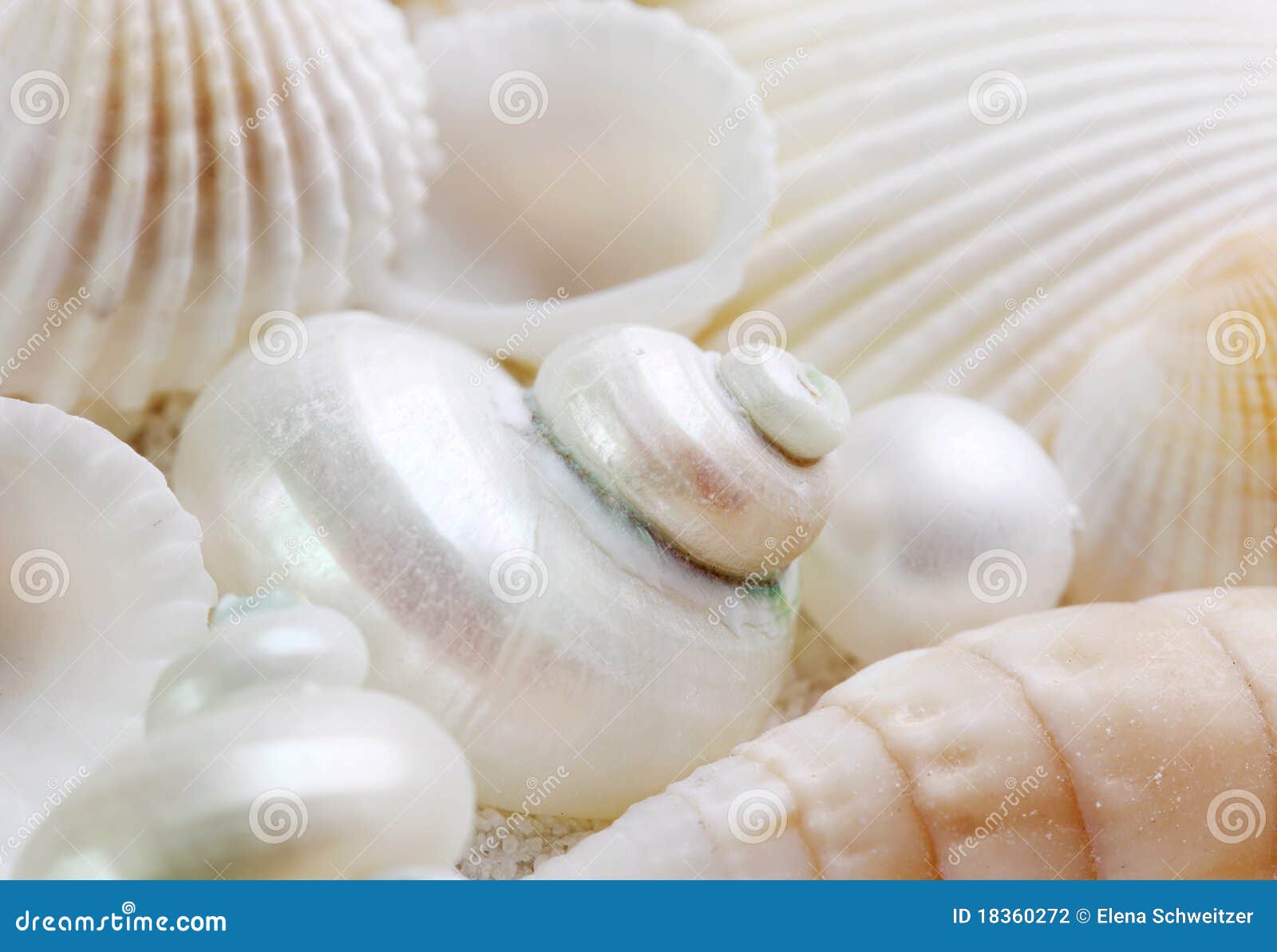 White seashells close up stock photo. Image of closeup - 18360272