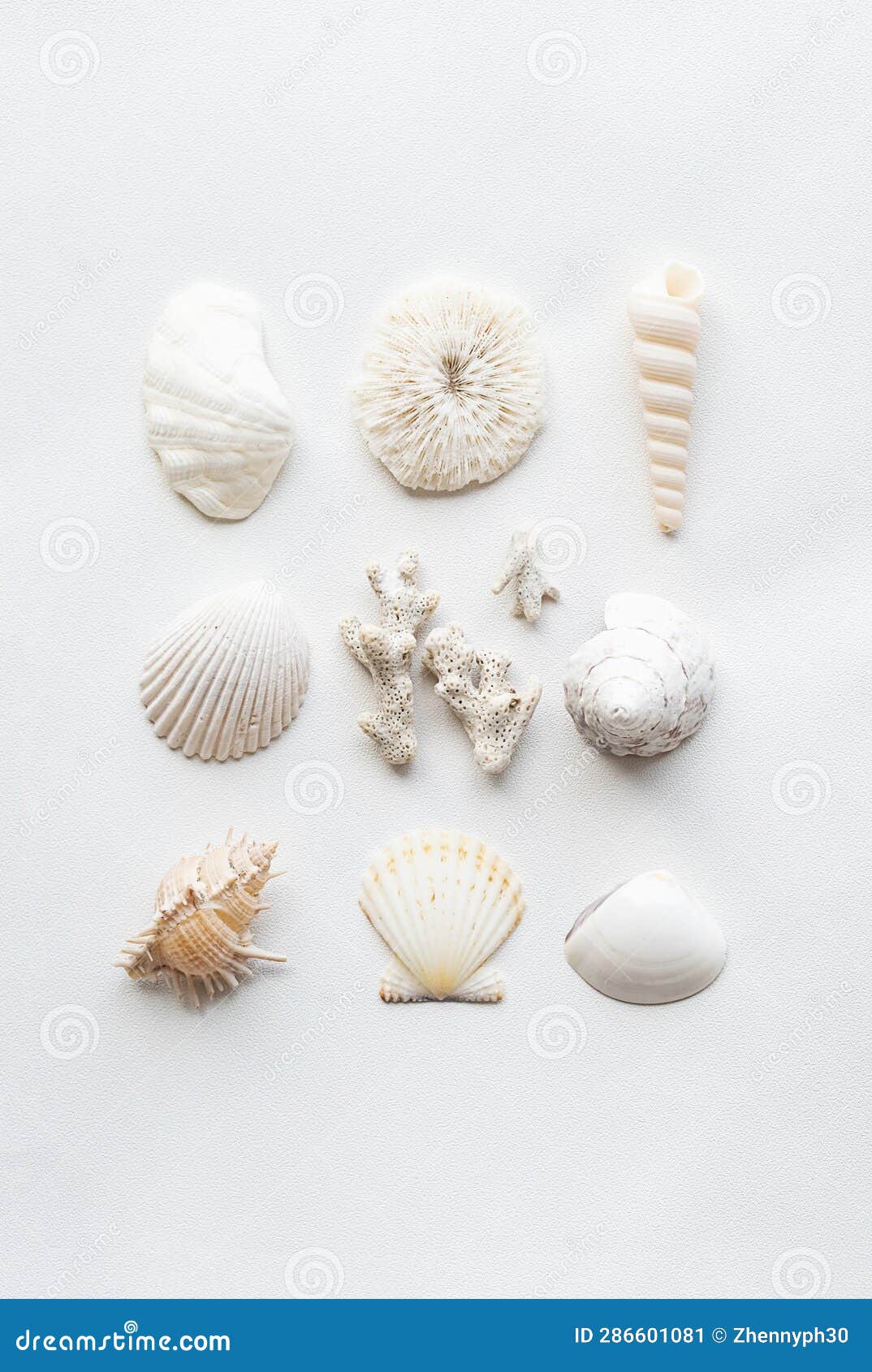 White seashells collection stock image. Image of poster - 286601081