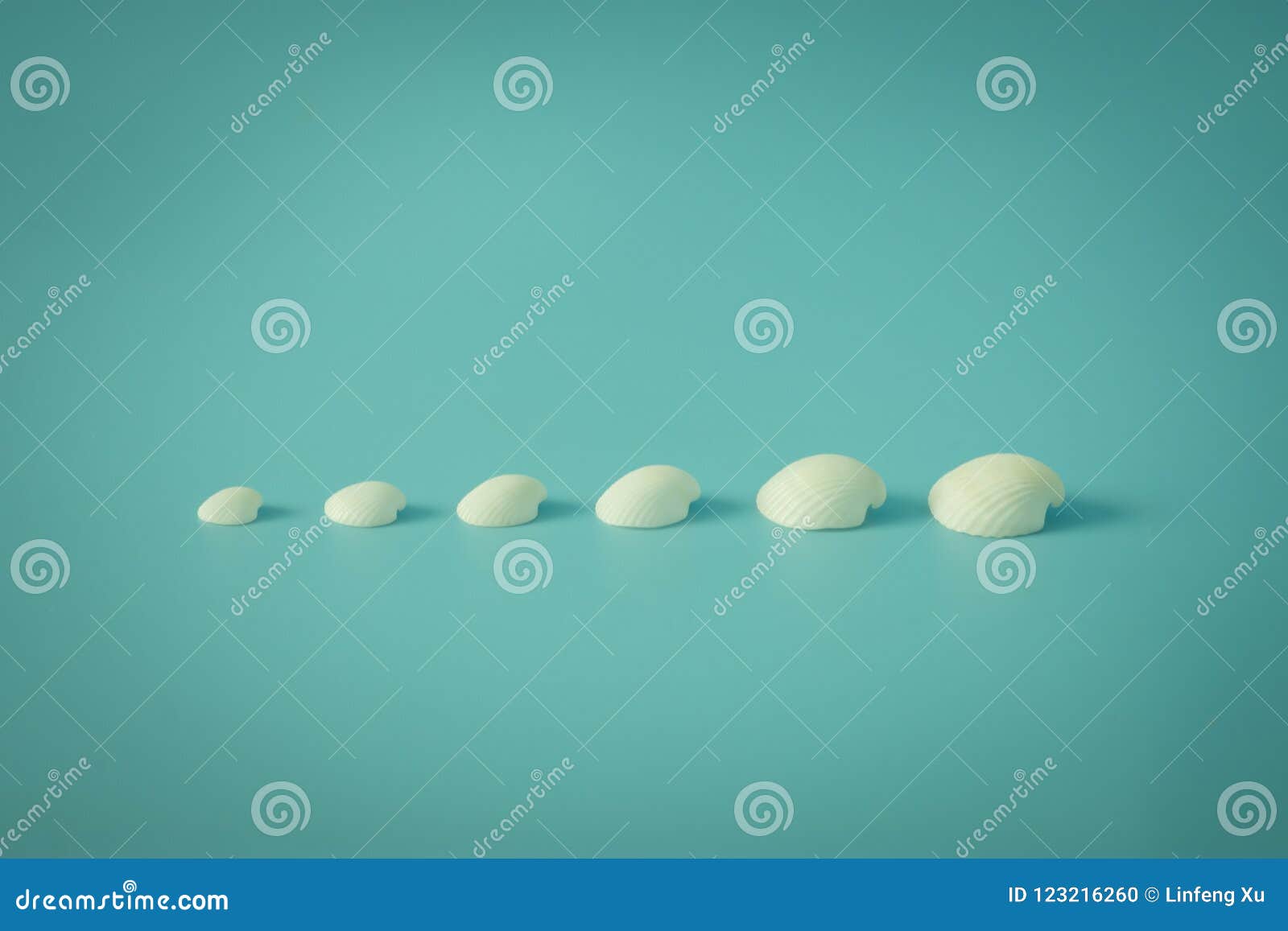White Seashells on Cyan Background Stock Photo - Image of arranged ...